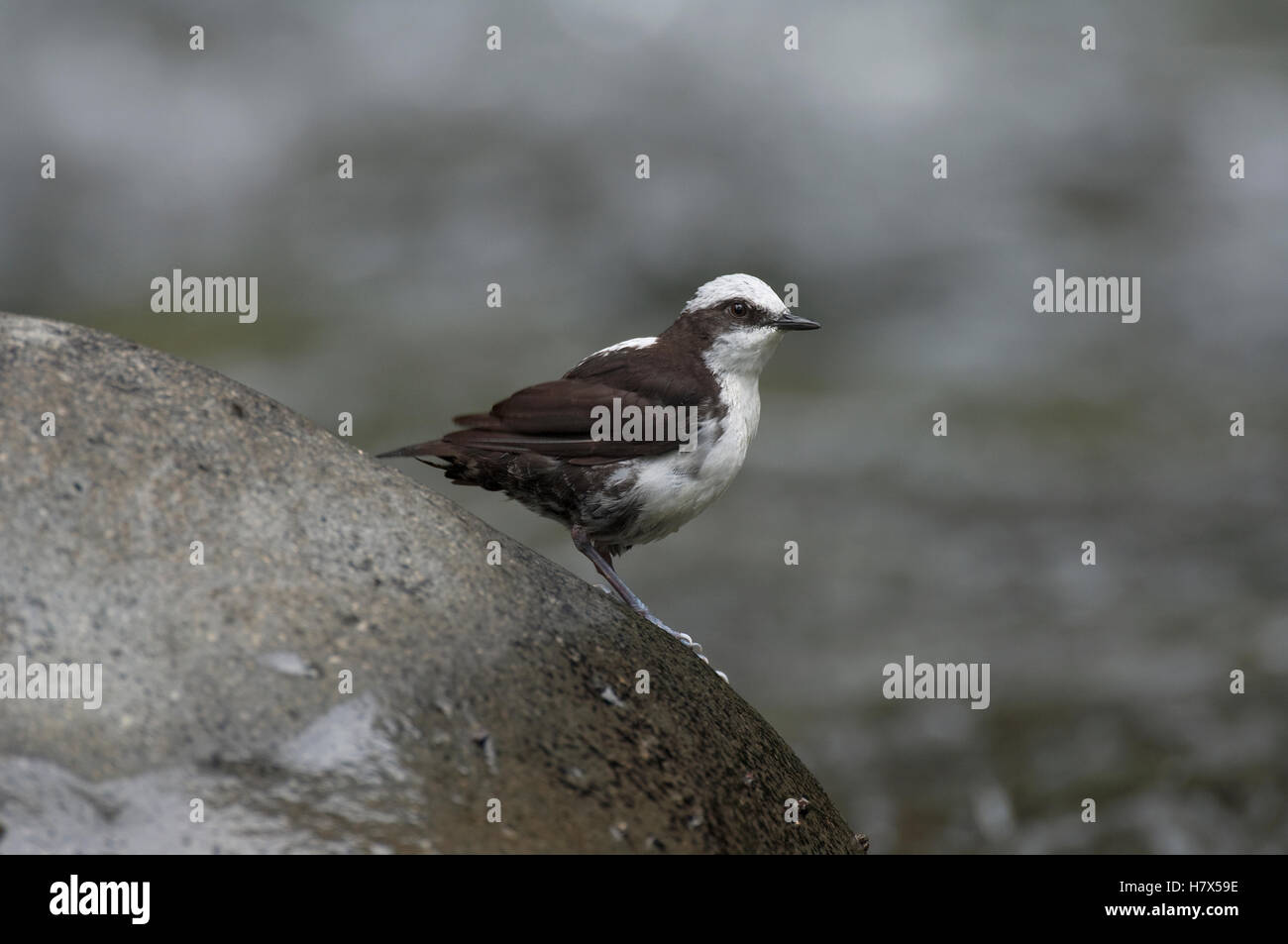 White-capped Dipper (Cinclus leucocephalus), Ecuador Stock Photo - Alamy