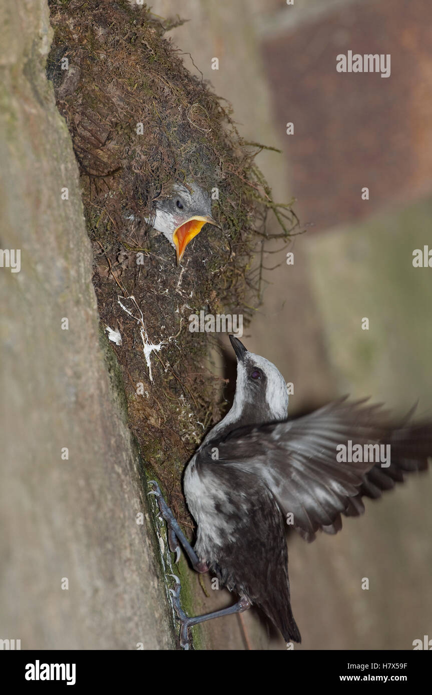 White-capped Dipper (Cinclus leucocephalus) arriving at nest with ...