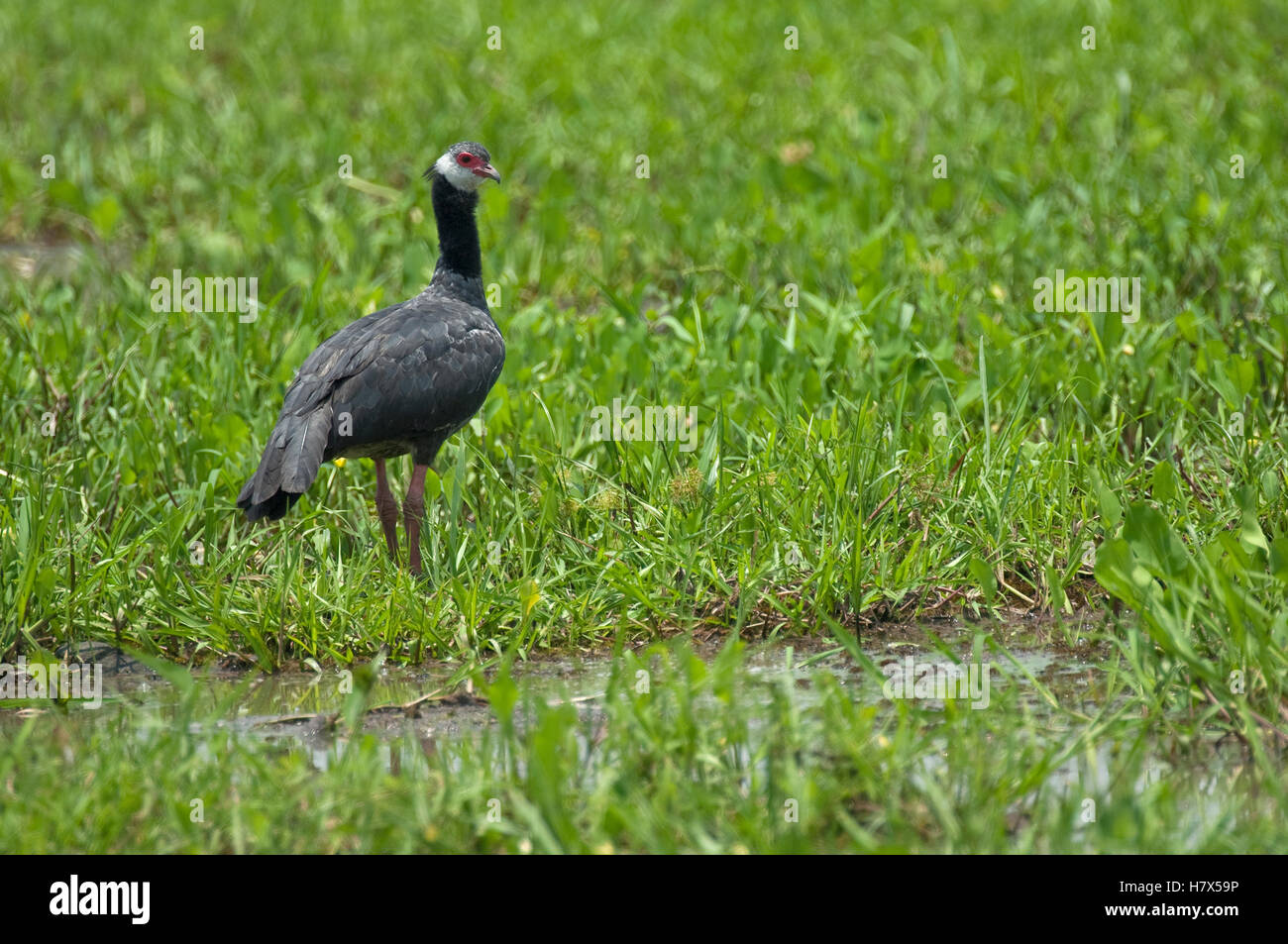 Northern Screamer (Chauna chavaria), Colombia Stock Photo - Alamy