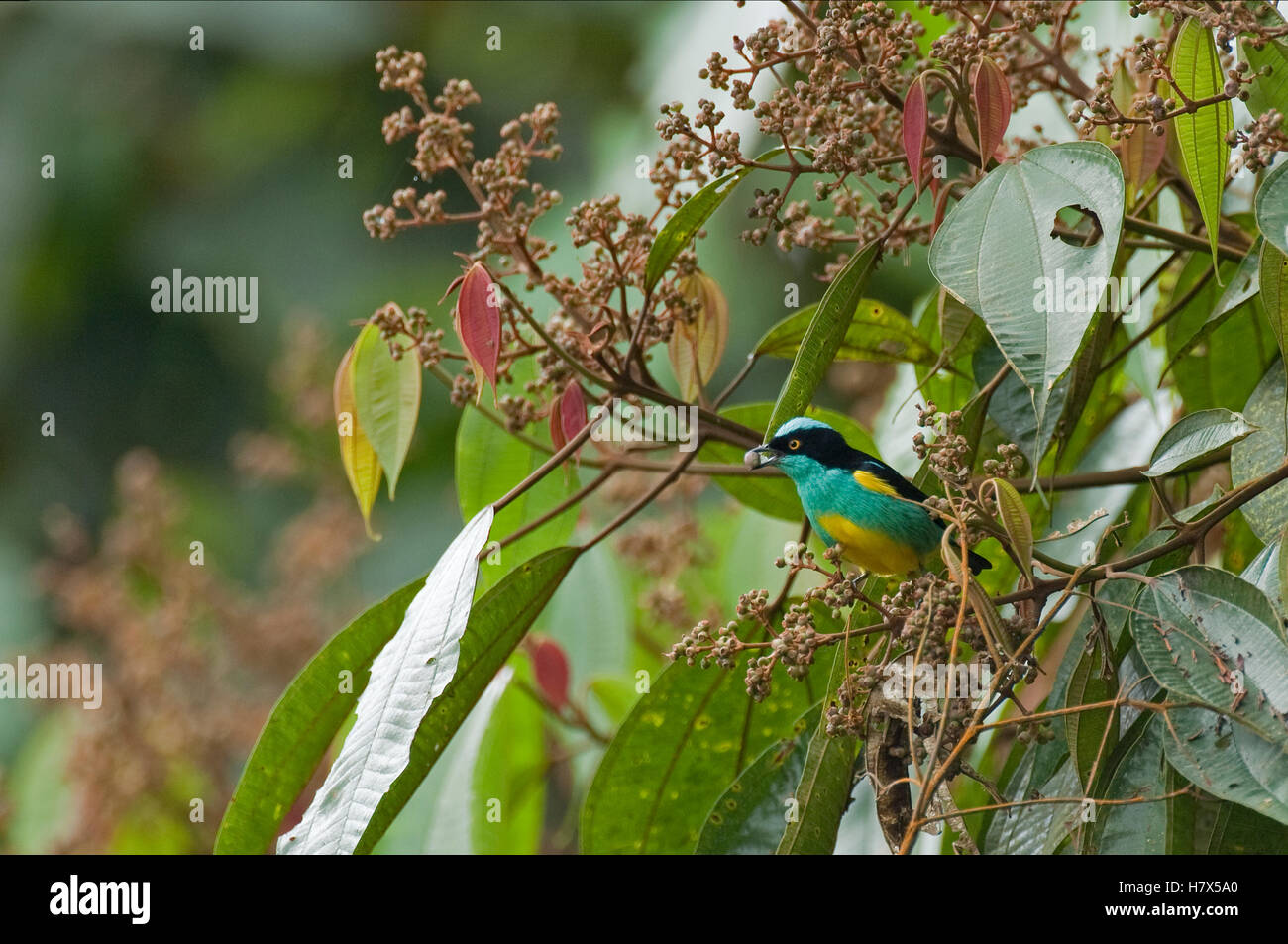 Black-faced Dacnis (Dacnis lineata) male feeding on fruit, Colombia ...