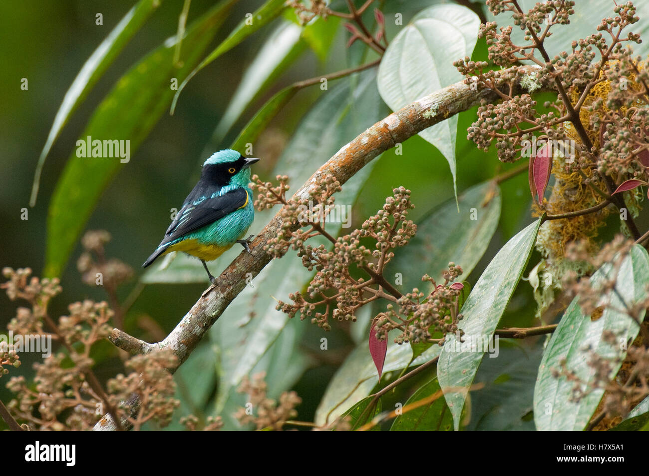 Black-faced Dacnis (Dacnis lineata) male, Colombia Stock Photo - Alamy