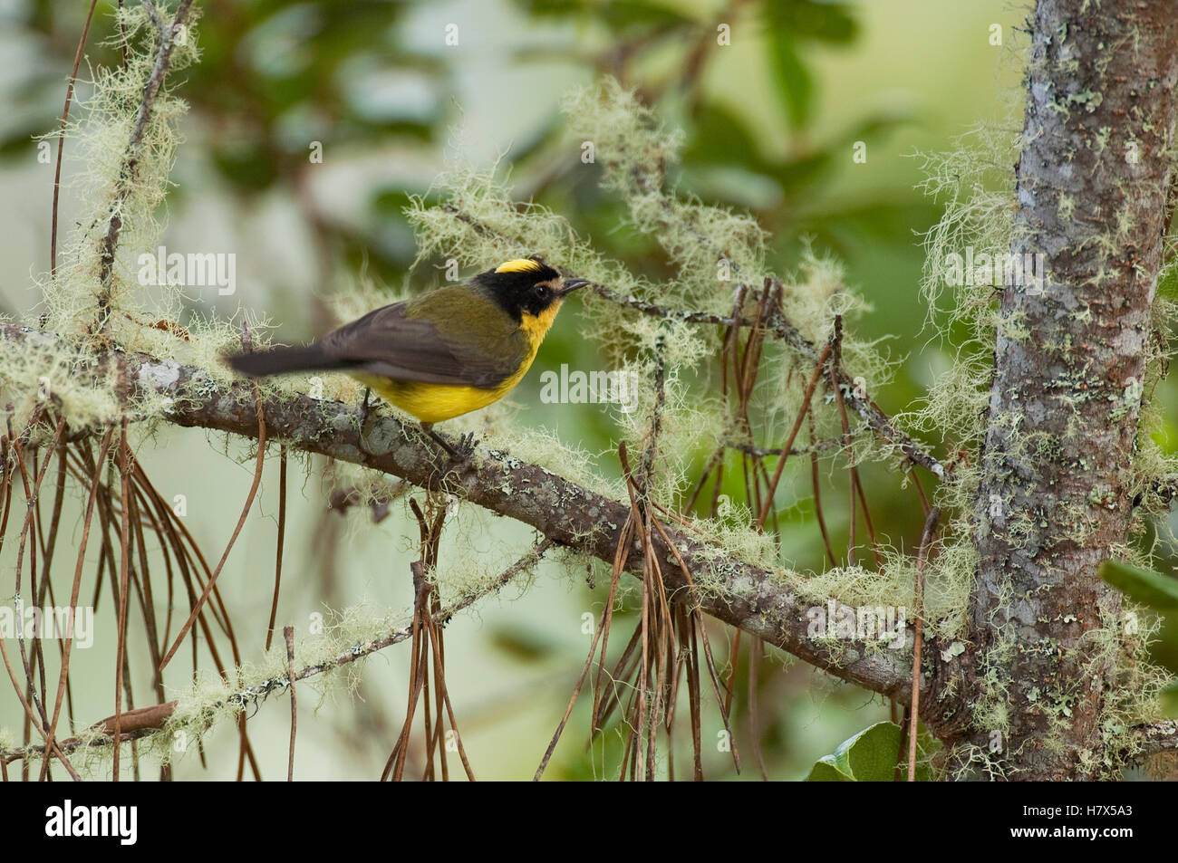 Yellow-crowned Redstart (Myioborus flavivertex), Colombia Stock Photo ...