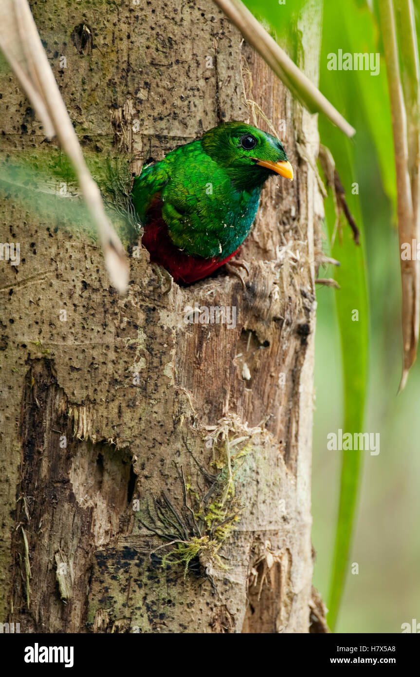 White-tipped Quetzal (Pharomachrus fulgidus) emerging from nest cavity ...