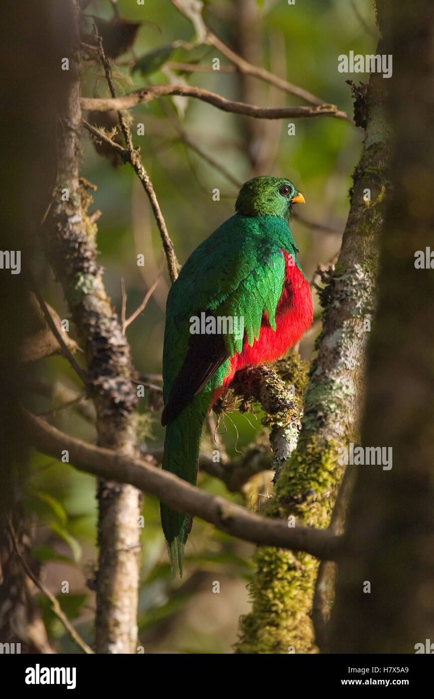 White-tipped Quetzal (Pharomachrus fulgidus), Colombia Stock Photo - Alamy