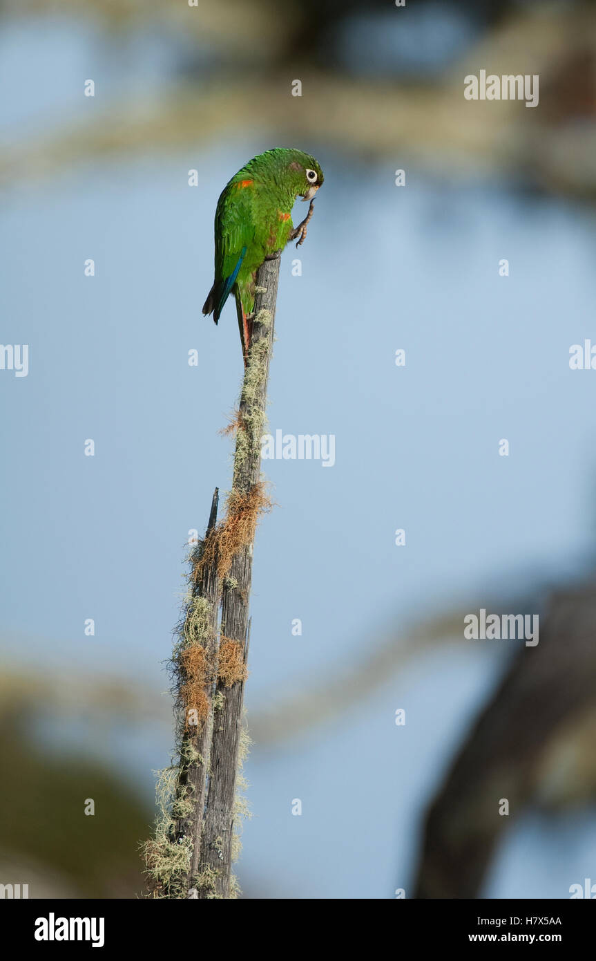 Santa Marta Parakeet (Pyrrhura viridicata) scratching itself, Colombia ...