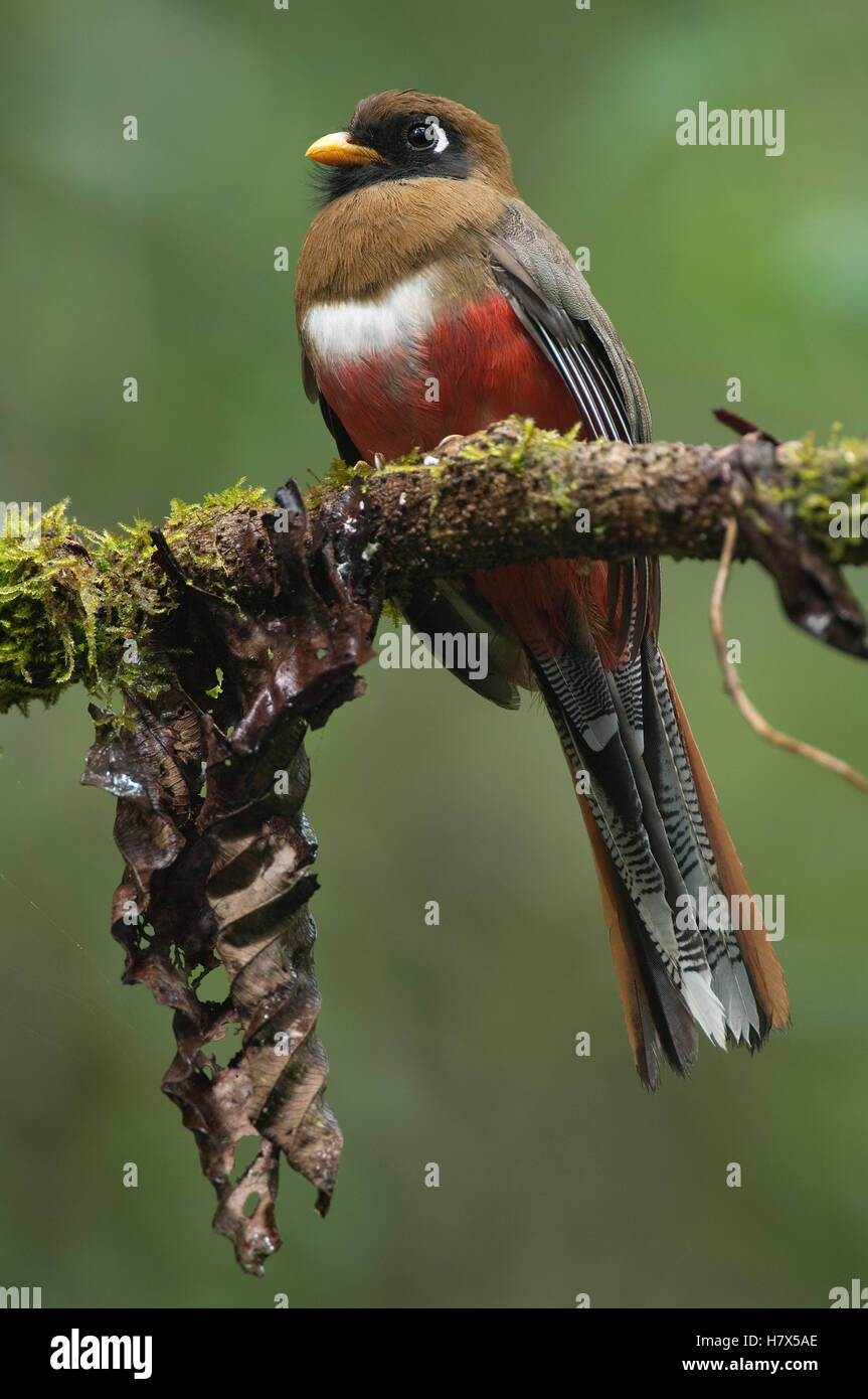 Masked Trogon (Trogon personatus) female, Colombia Stock Photo - Alamy