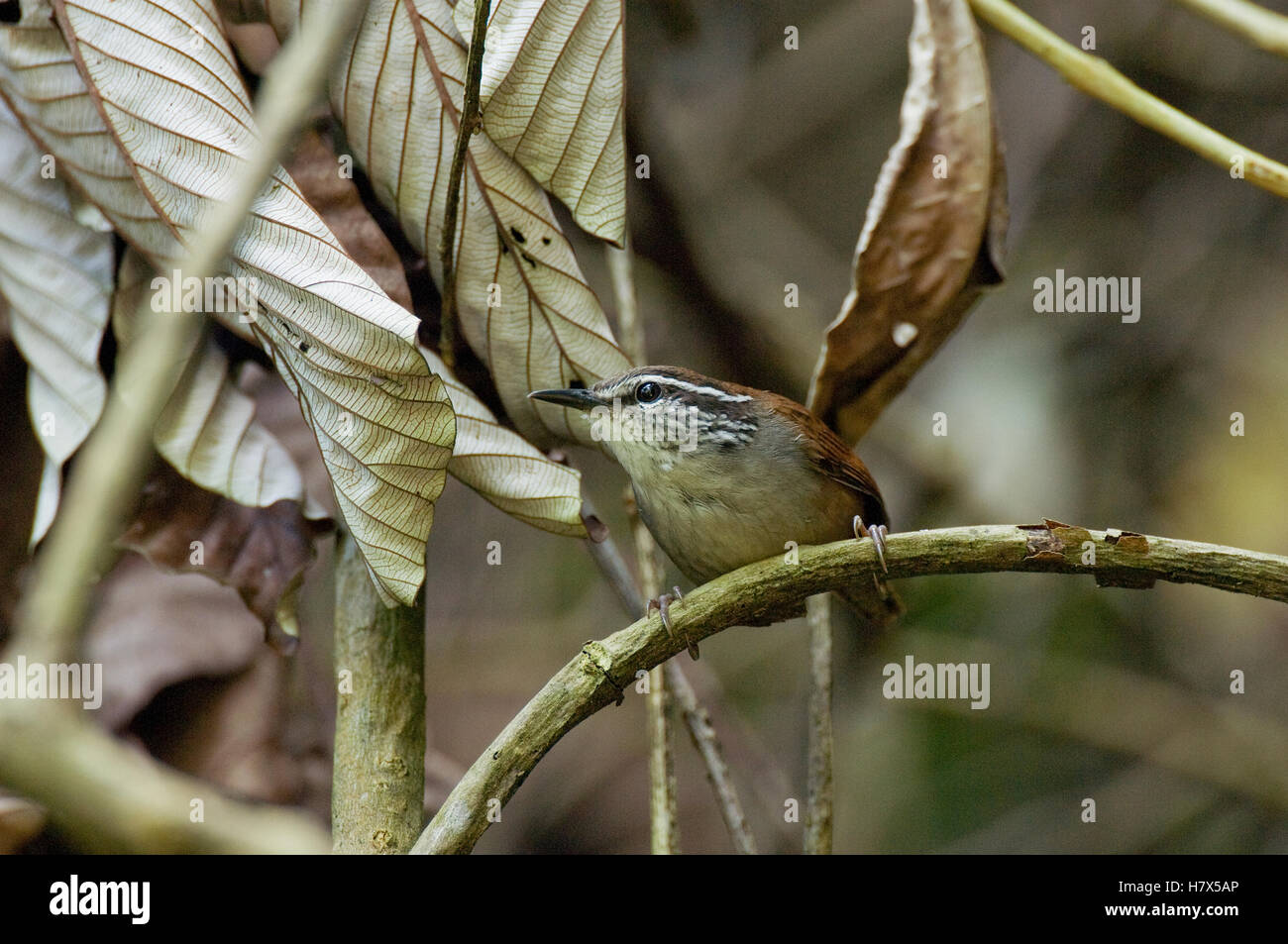 Gray-breasted Wood-Wren (Henicorhina leucophrys), Colombia Stock Photo ...