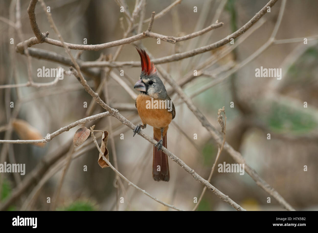 Vermilion Cardinal (Cardinalis phoeniceus) female, Colombia Stock Photo ...