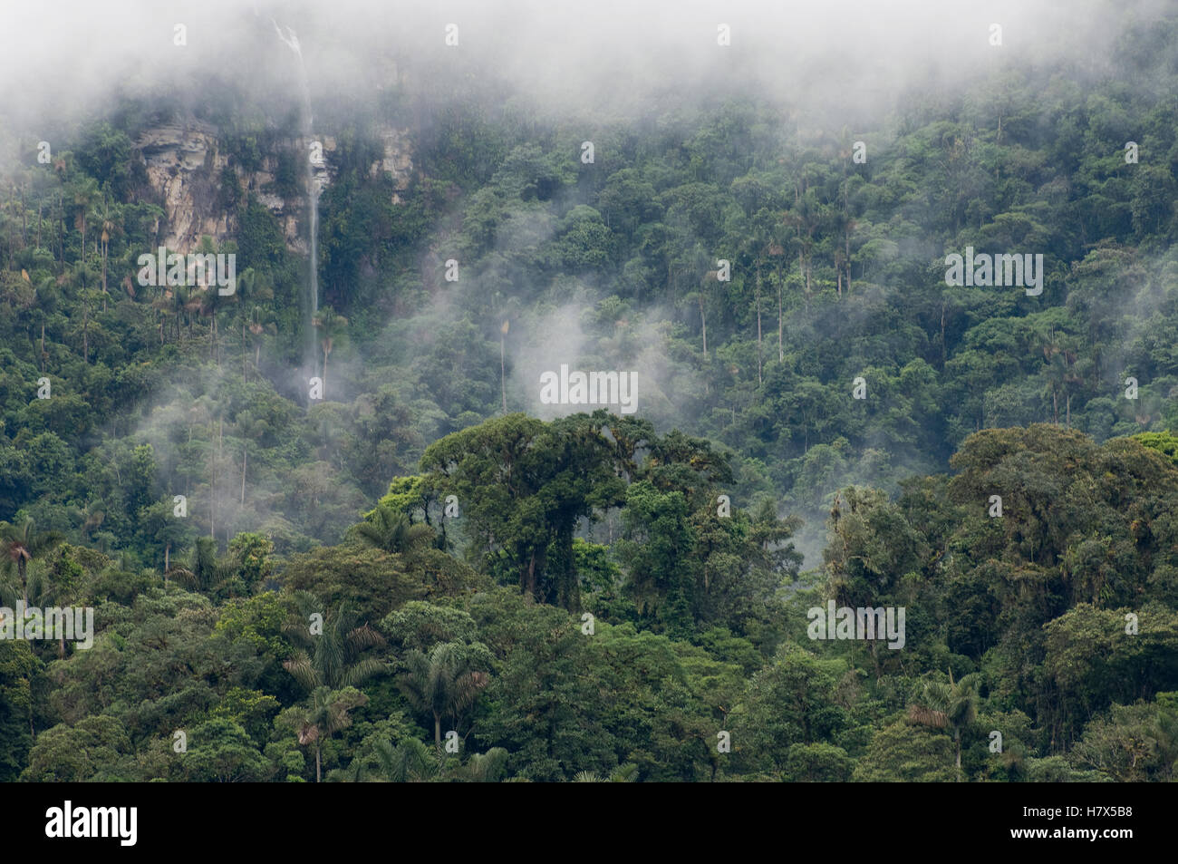 Cloud forest on eastern slopes of Andes, Ecuador Stock Photo - Alamy