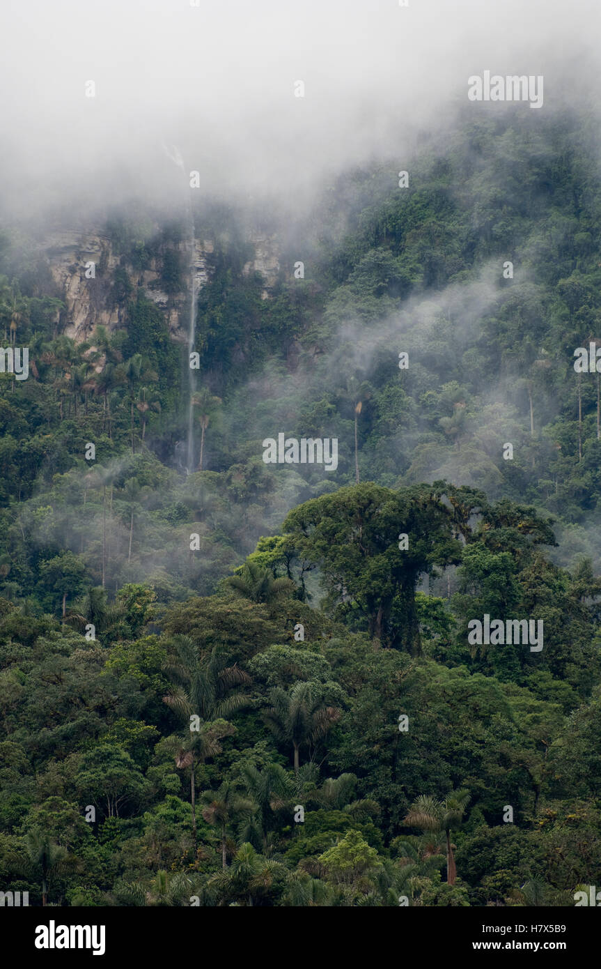 Cloud forest on the eastern slopes of Andes, Ecuador Stock Photo - Alamy