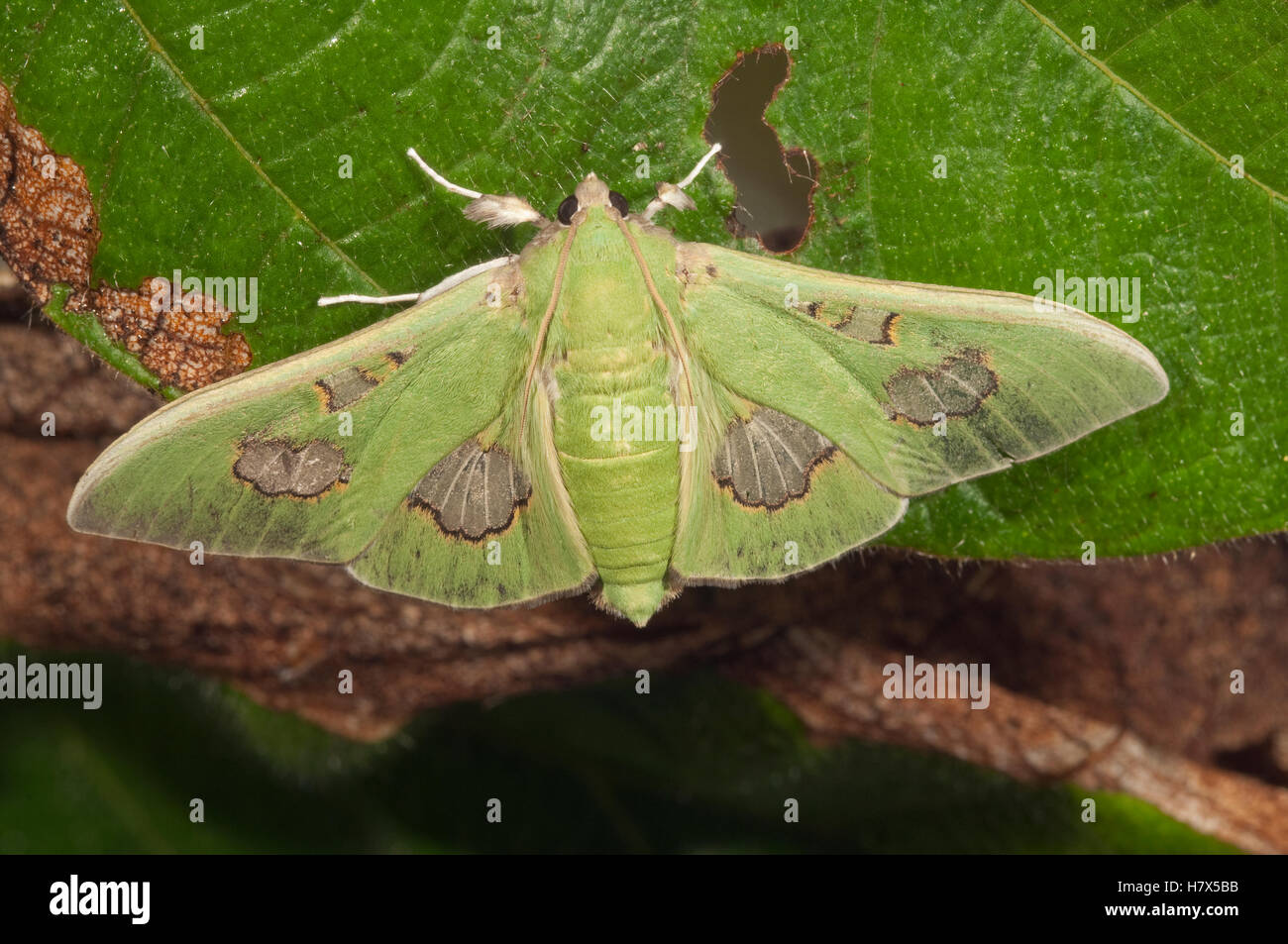 Noctuid Moth (Noctuidae), Amazon, Ecuador Stock Photo - Alamy