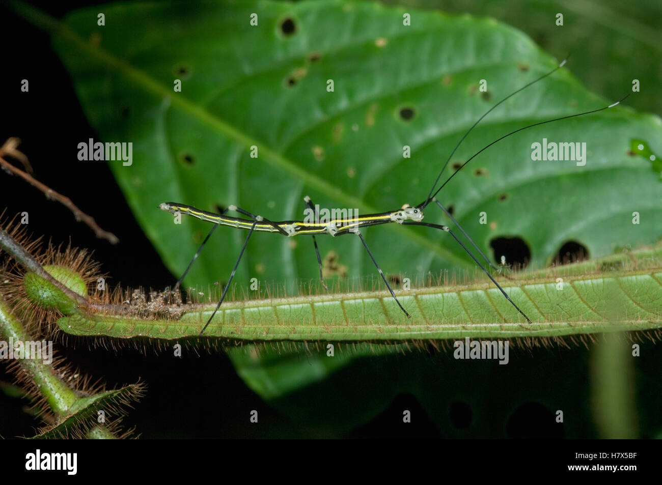 Stick insect on leaf, Amazon, Ecuador Stock Photo - Alamy