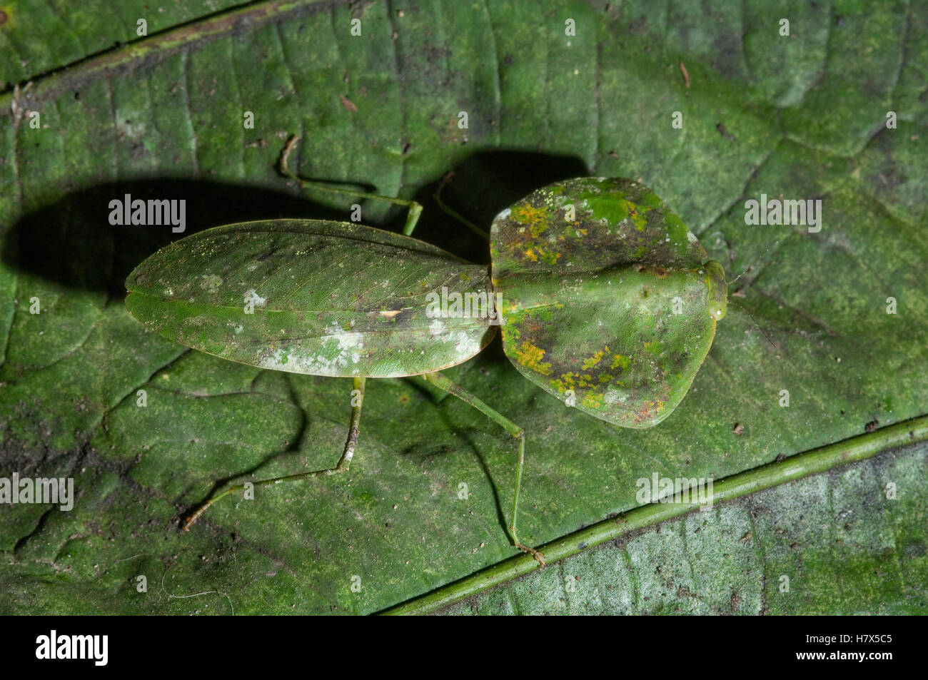 Praying Mantis (Choeradodis sp) camouflaged on leaf, Ecuador Stock ...