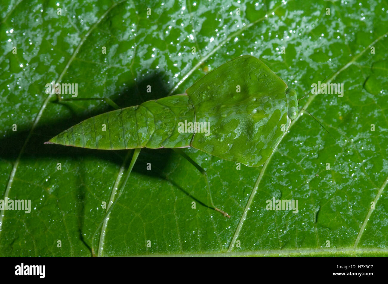 Praying Mantis (Choeradodis sp) mimicking leaf, Ecuador Stock Photo - Alamy