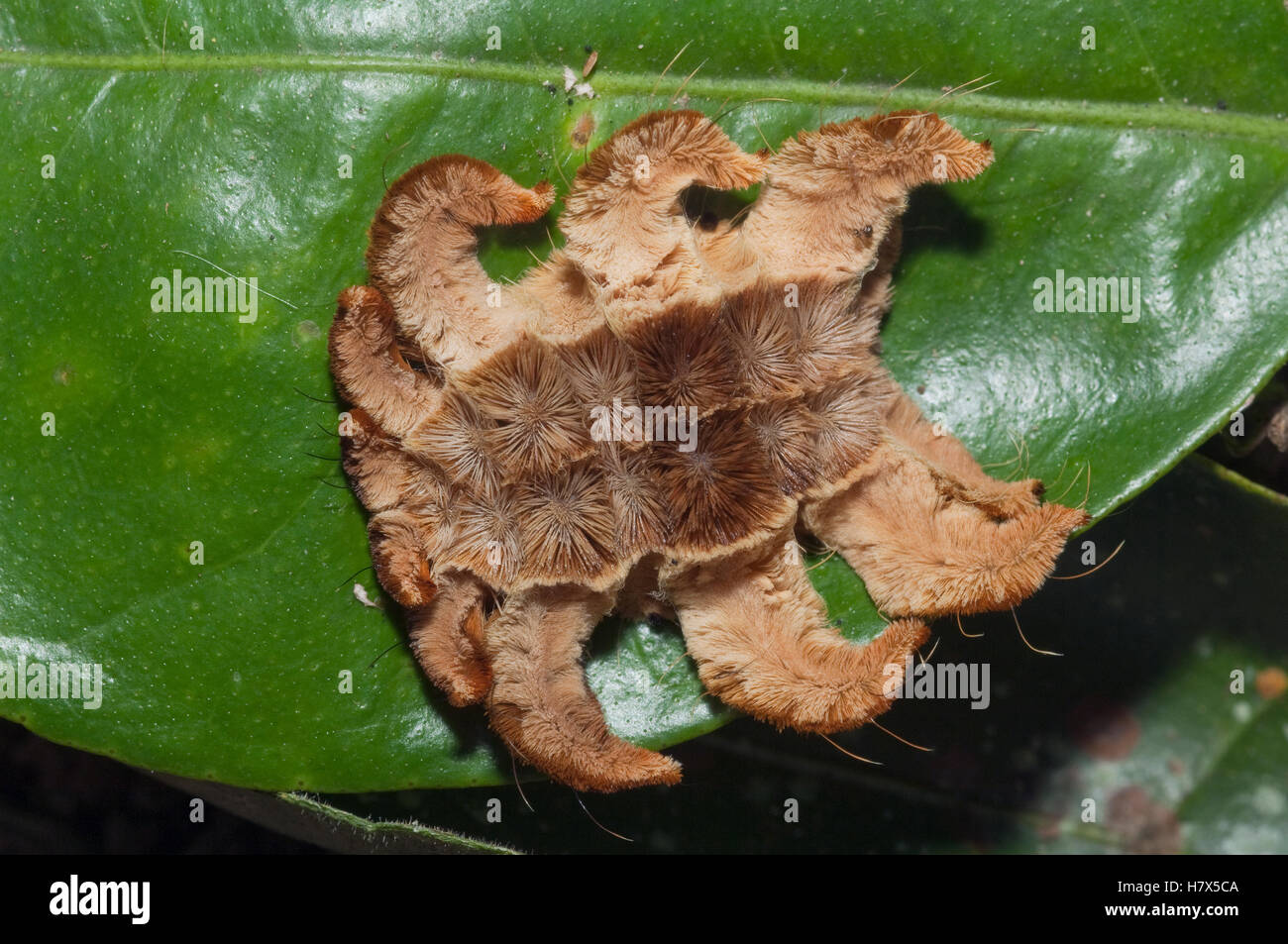 Cup Moth (Limacodidae) caterpillar, Ecuador Stock Photo - Alamy