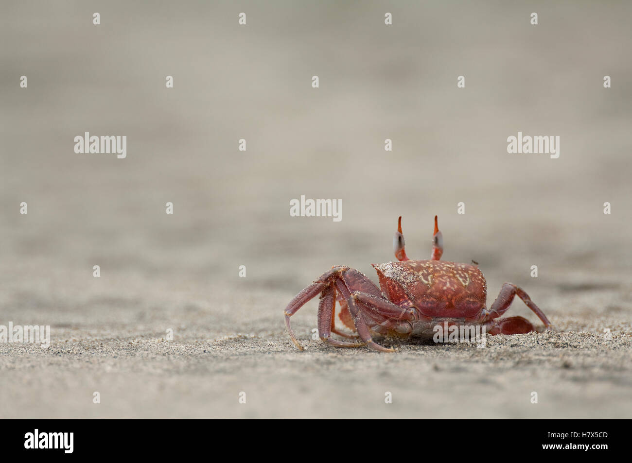 Ghost Crab (Ocypode sp) on beach, Ecuador Stock Photo - Alamy