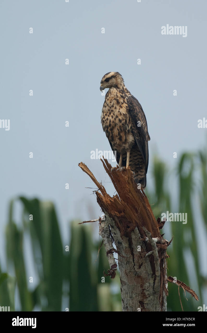 Great Black Hawk (Buteogallus urubitinga) juvenile, Peru Stock Photo ...