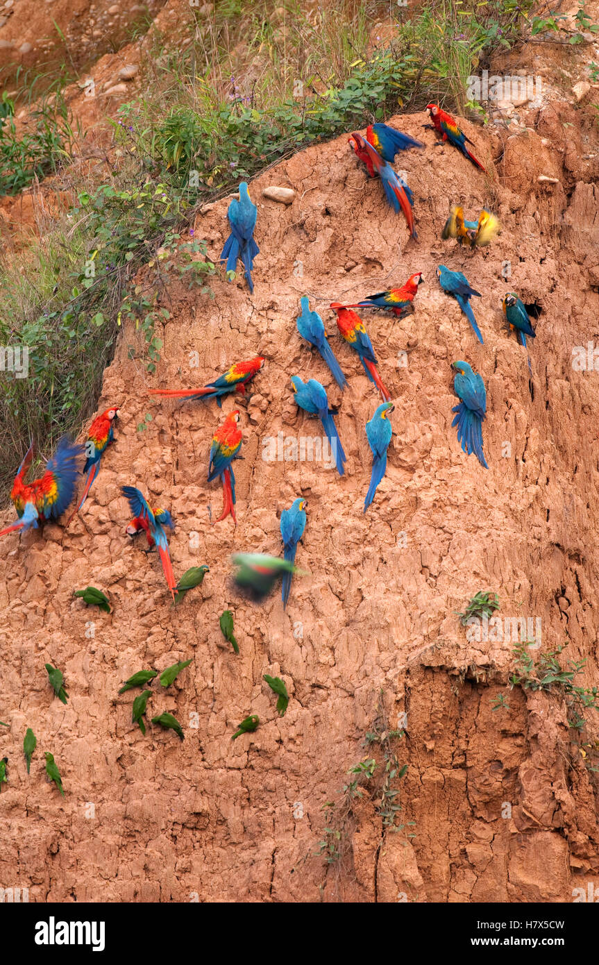Scarlet Macaw (Ara macao) and Blue and Yellow Macaw (Ara ararauna ...