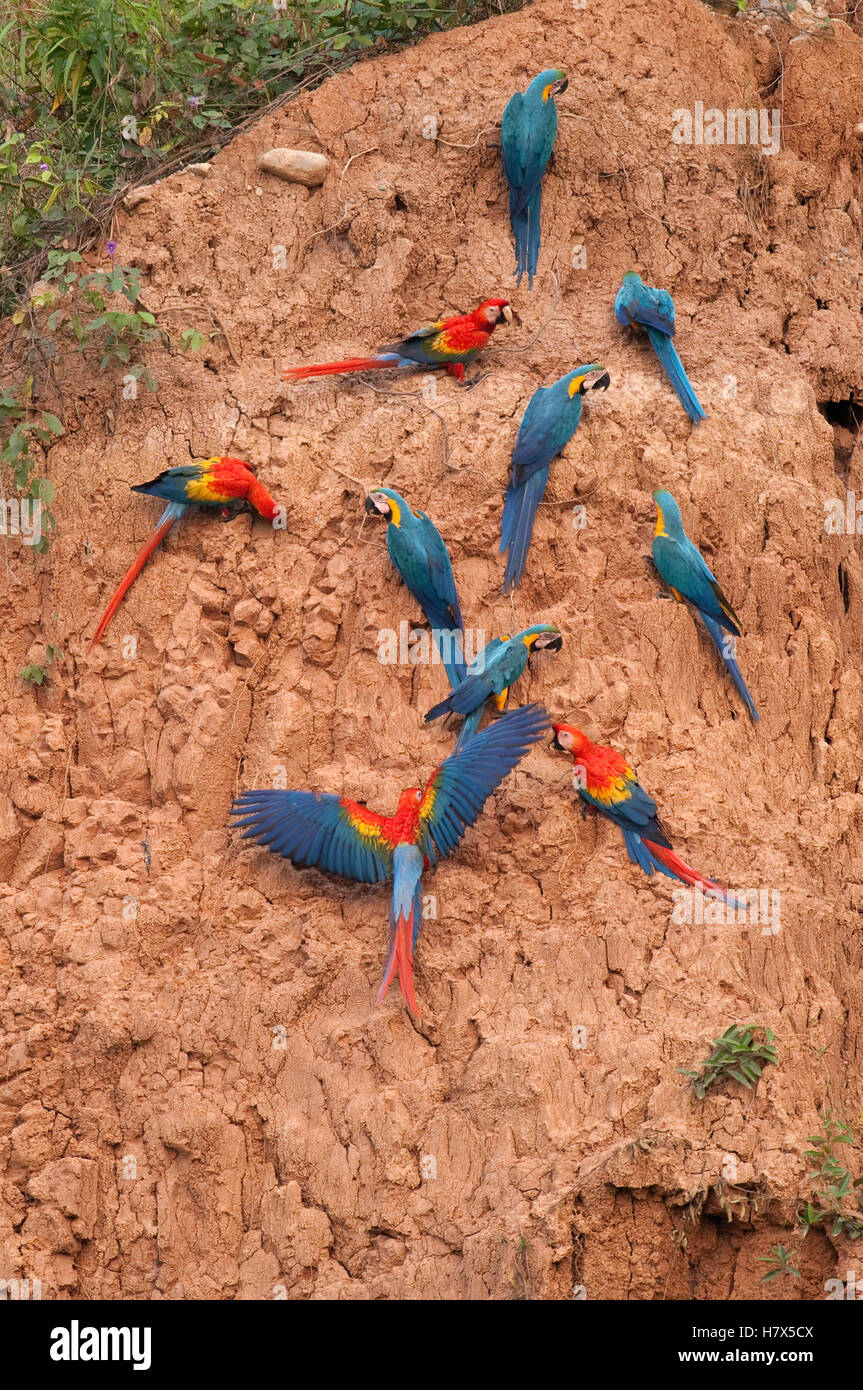 Scarlet Macaw (Ara macao) and Blue and Yellow Macaw (Ara ararauna ...