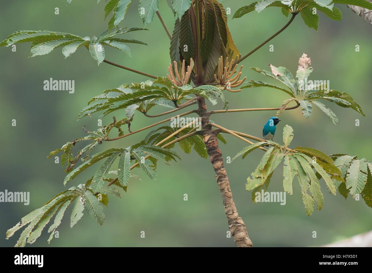 Swallow Tanager (Tersina viridis) male, Peru Stock Photo - Alamy