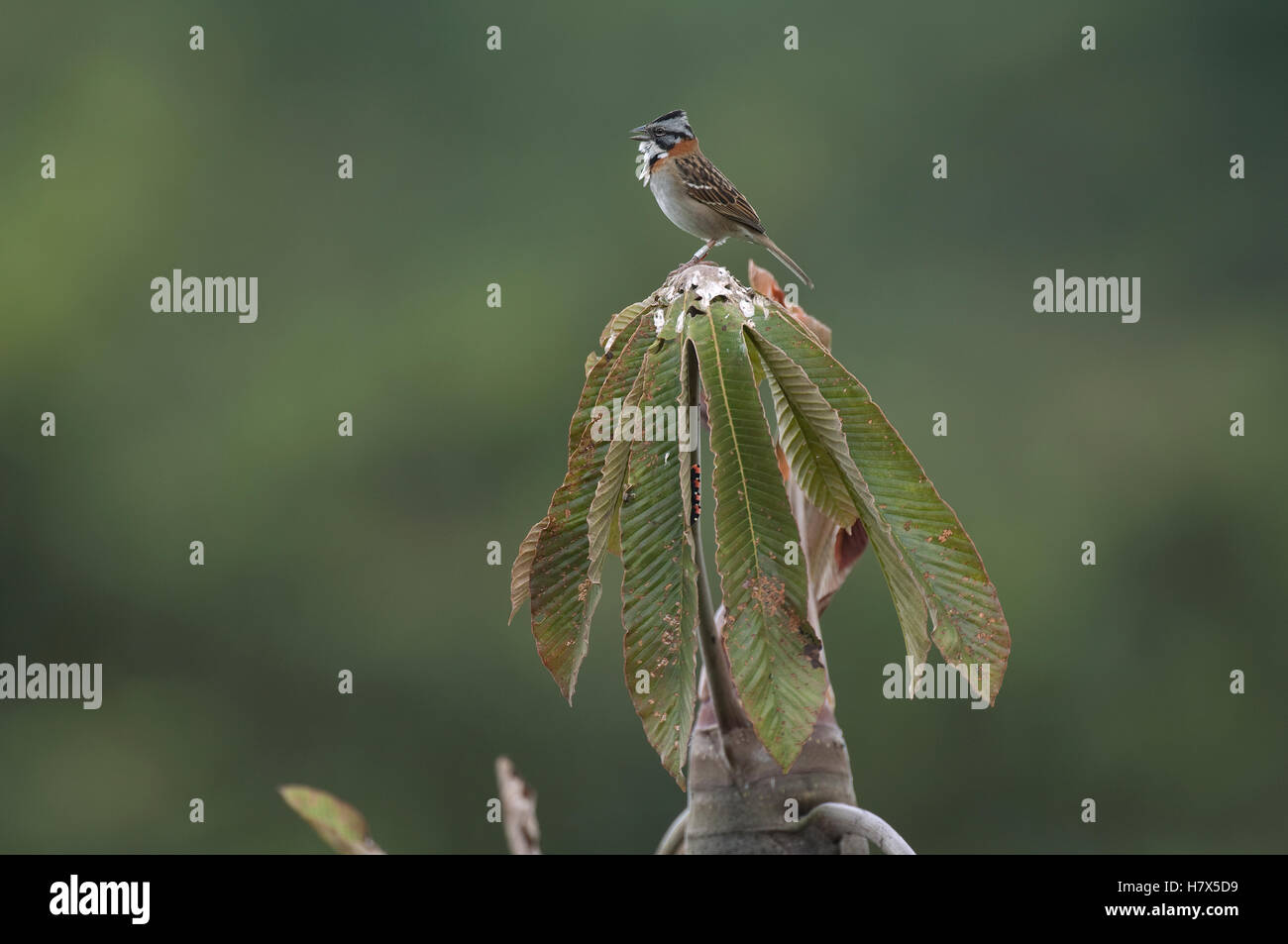 Rufous-collared Sparrow (Zonotrichia capensis) singing, Peru Stock ...