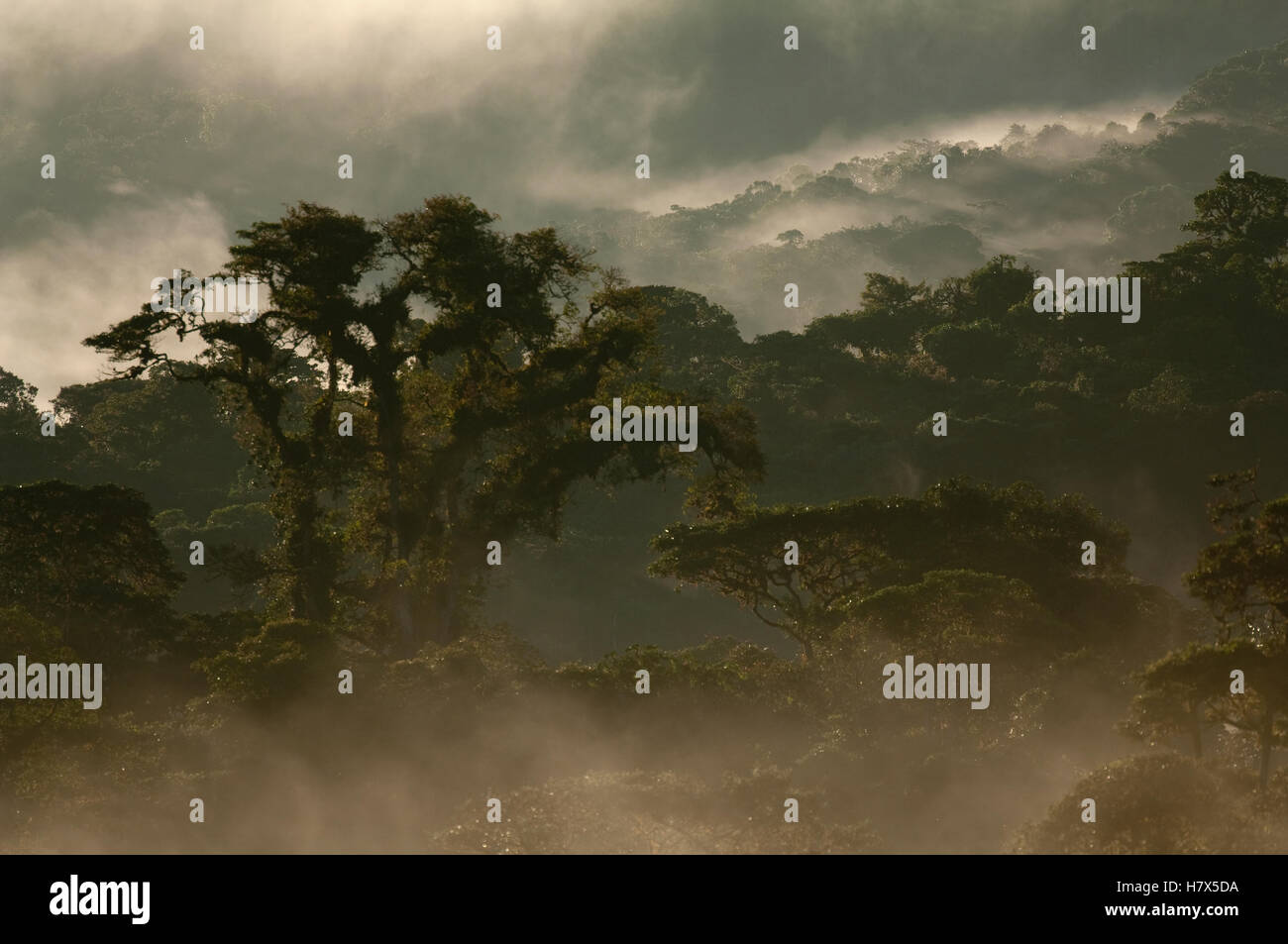 Cloud forest in mist, western slopes of Andes, Maquipucuna Reserve, Ecuador Stock Photo - Alamy