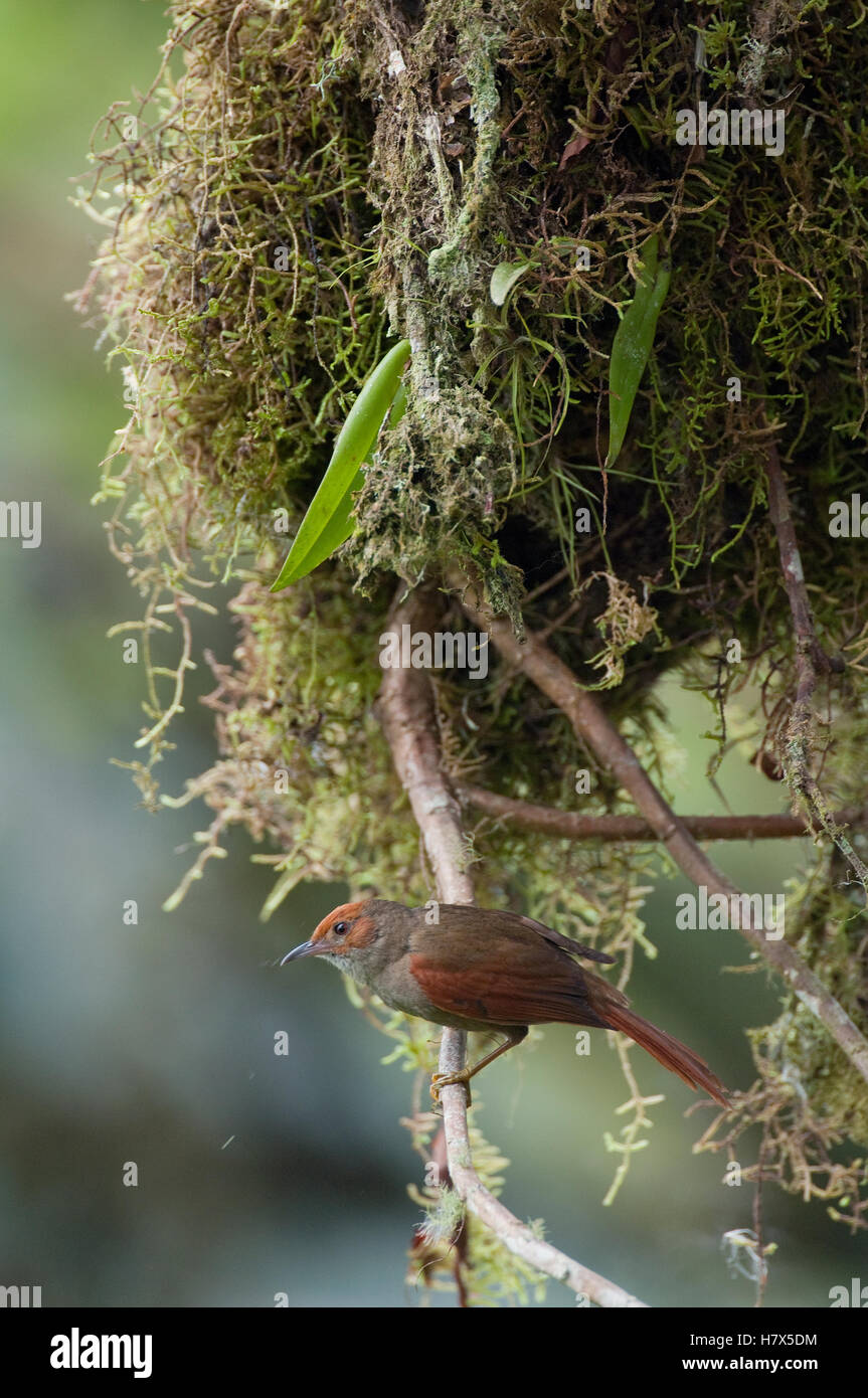 Red-faced Spinetail (Cranioleuca erythrops), Ecuador Stock Photo - Alamy