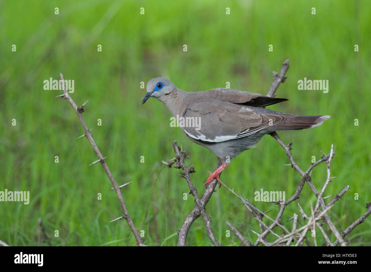 Pacific Dove (Zenaida meloda), Peru Stock Photo - Alamy
