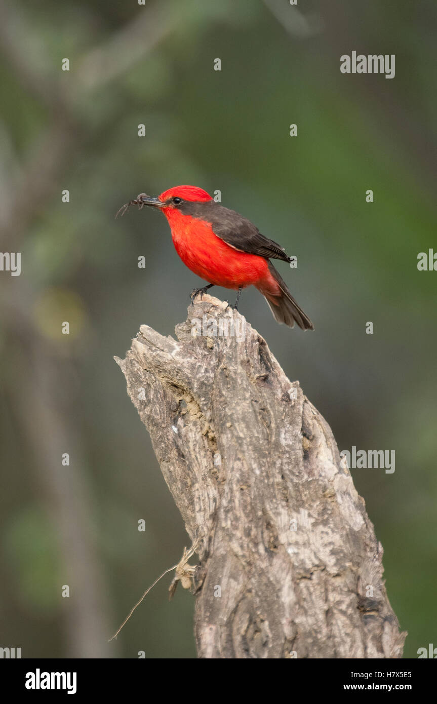 Vermilion Flycatcher (Pyrocephalus rubinus) male with insect prey, Peru ...