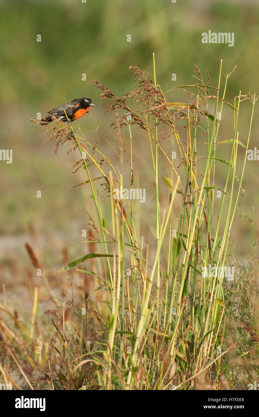 Peruvian Meadowlark (Sturnella bellicosa) male perching on reeds, Peru ...