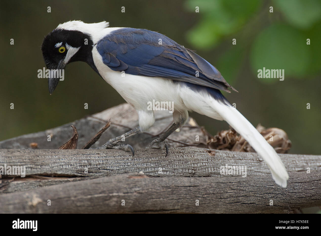 White-tailed Jay (Cyanocorax mystacalis), Peru Stock Photo - Alamy