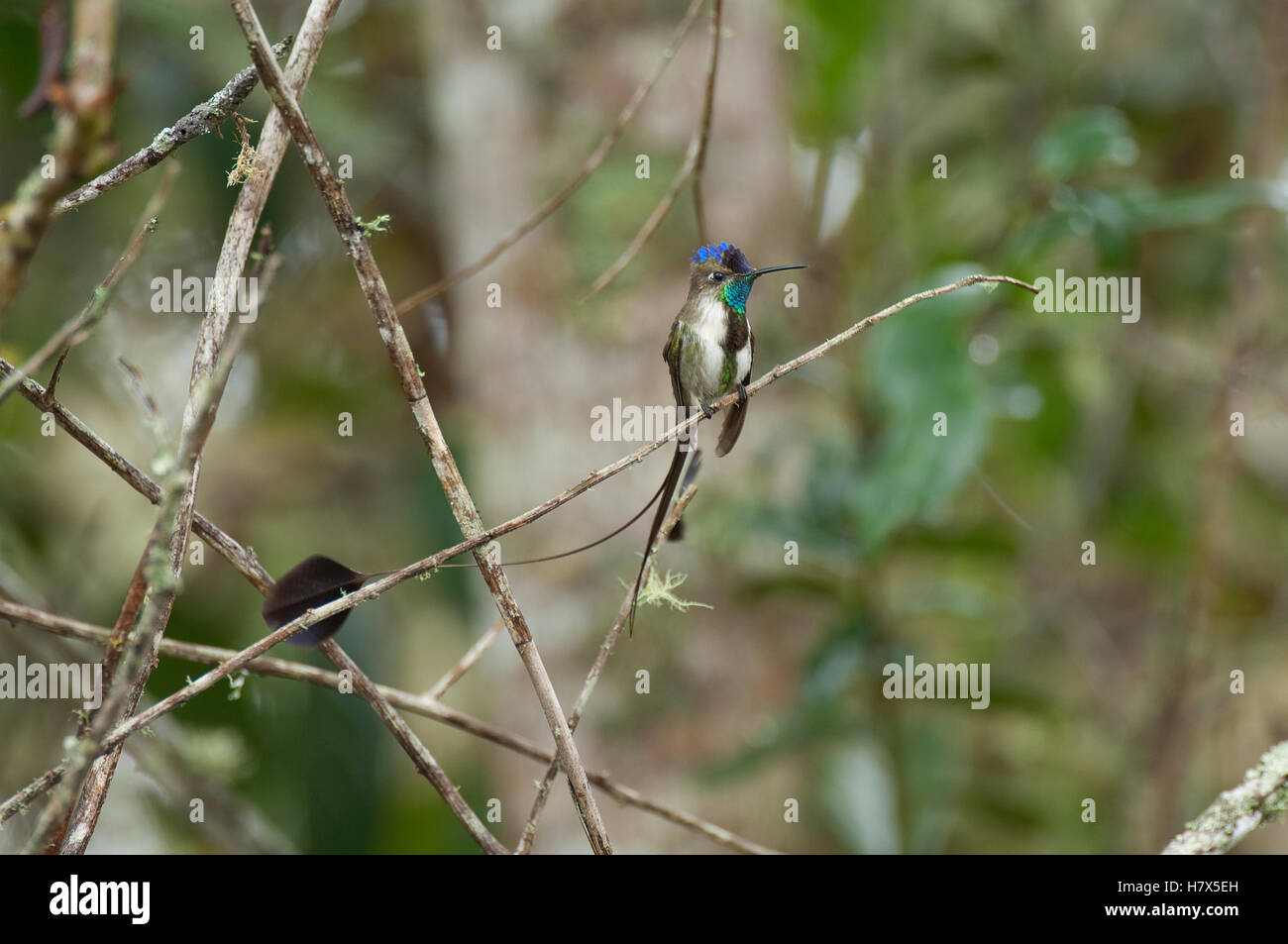 Marvellous Spatuletail (Loddigesia mirabilis) hummingbird male, Peru ...