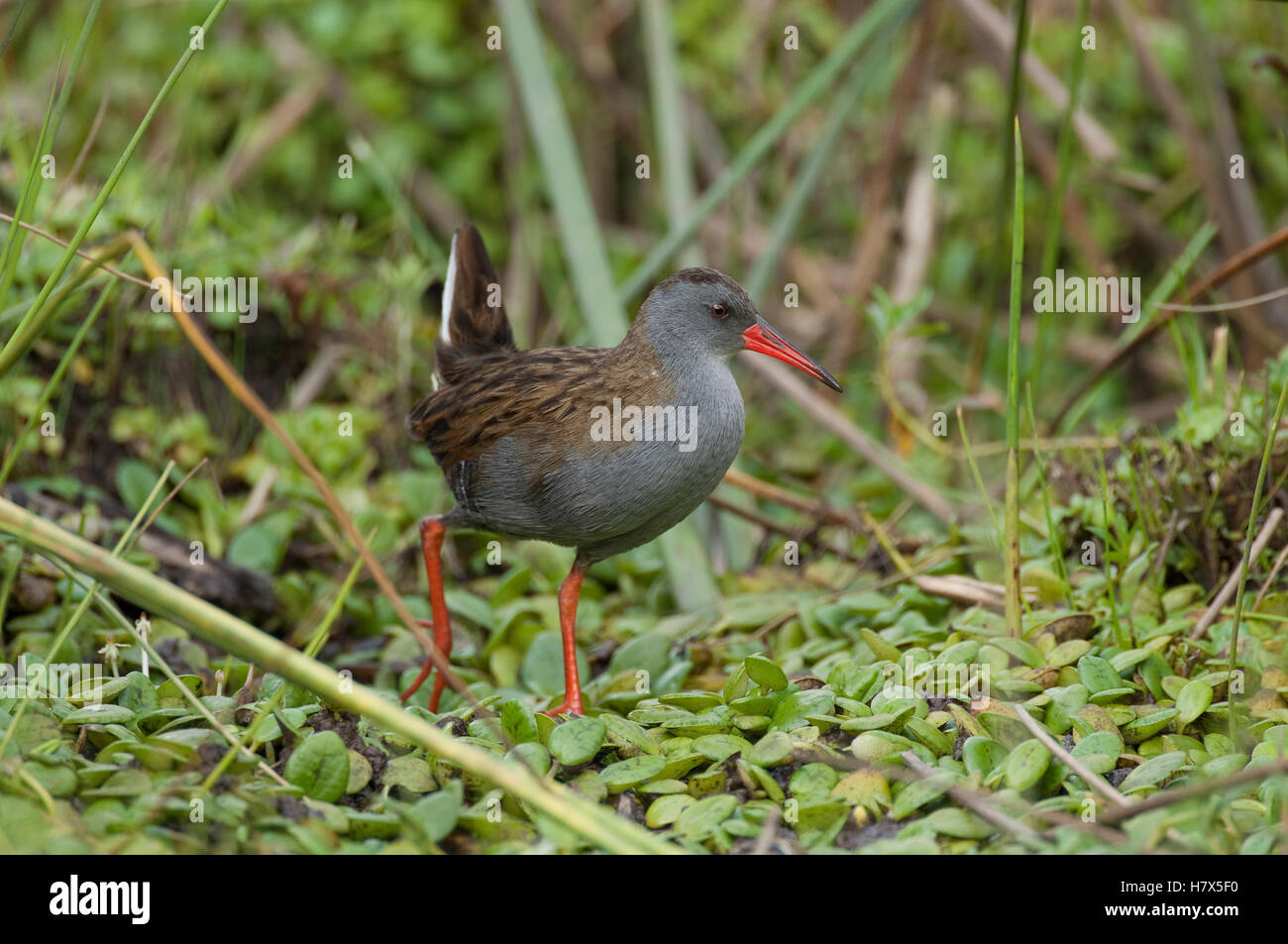 Bogota Rail (Rallus semiplumbeus) in wetland habitat, Colombia Stock ...