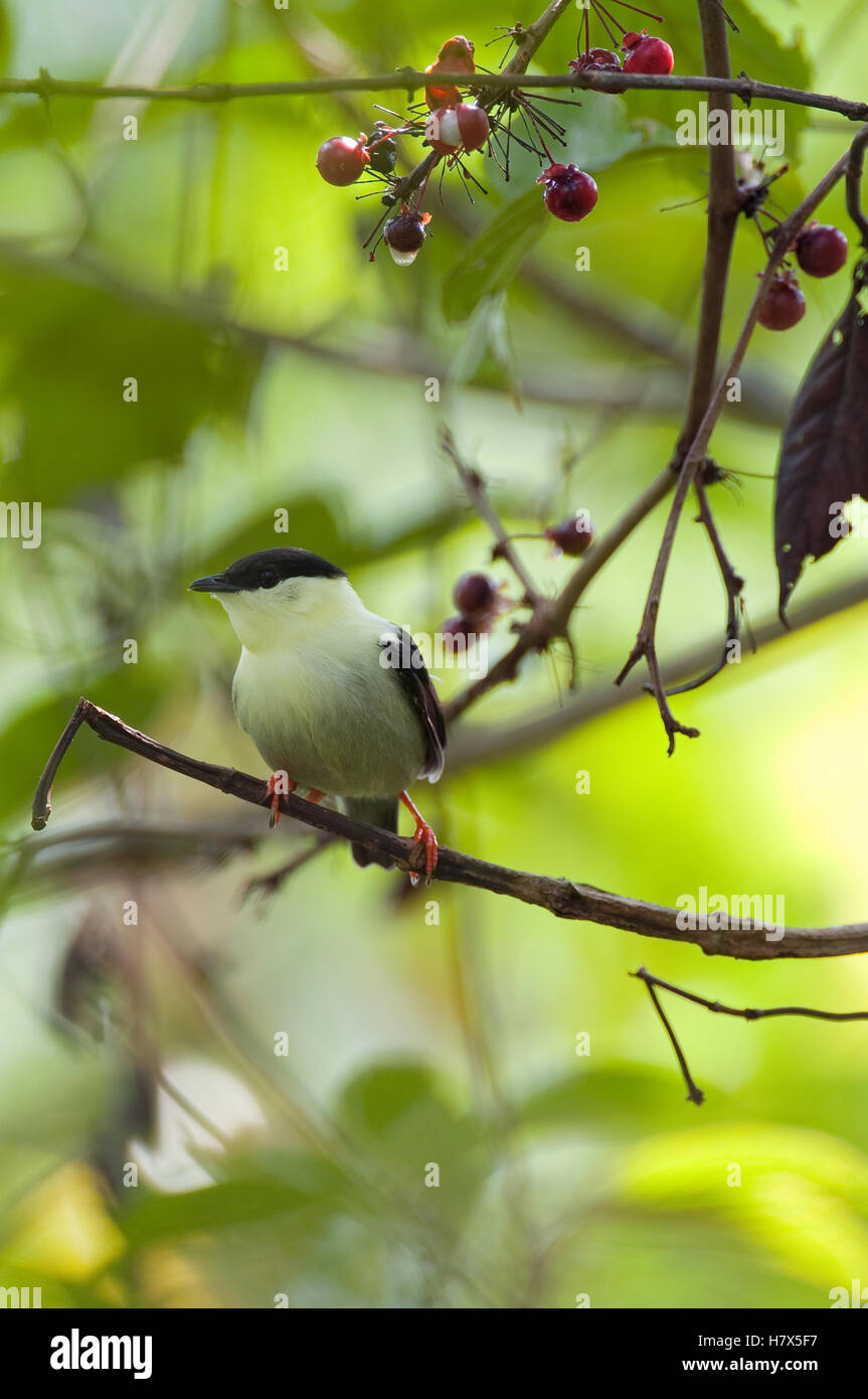 White-bearded Manakin (Manacus manacus) male, Colombia Stock Photo - Alamy