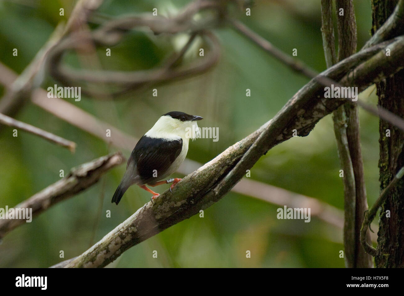 White-bearded Manakin (Manacus manacus) male, Colombia Stock Photo - Alamy