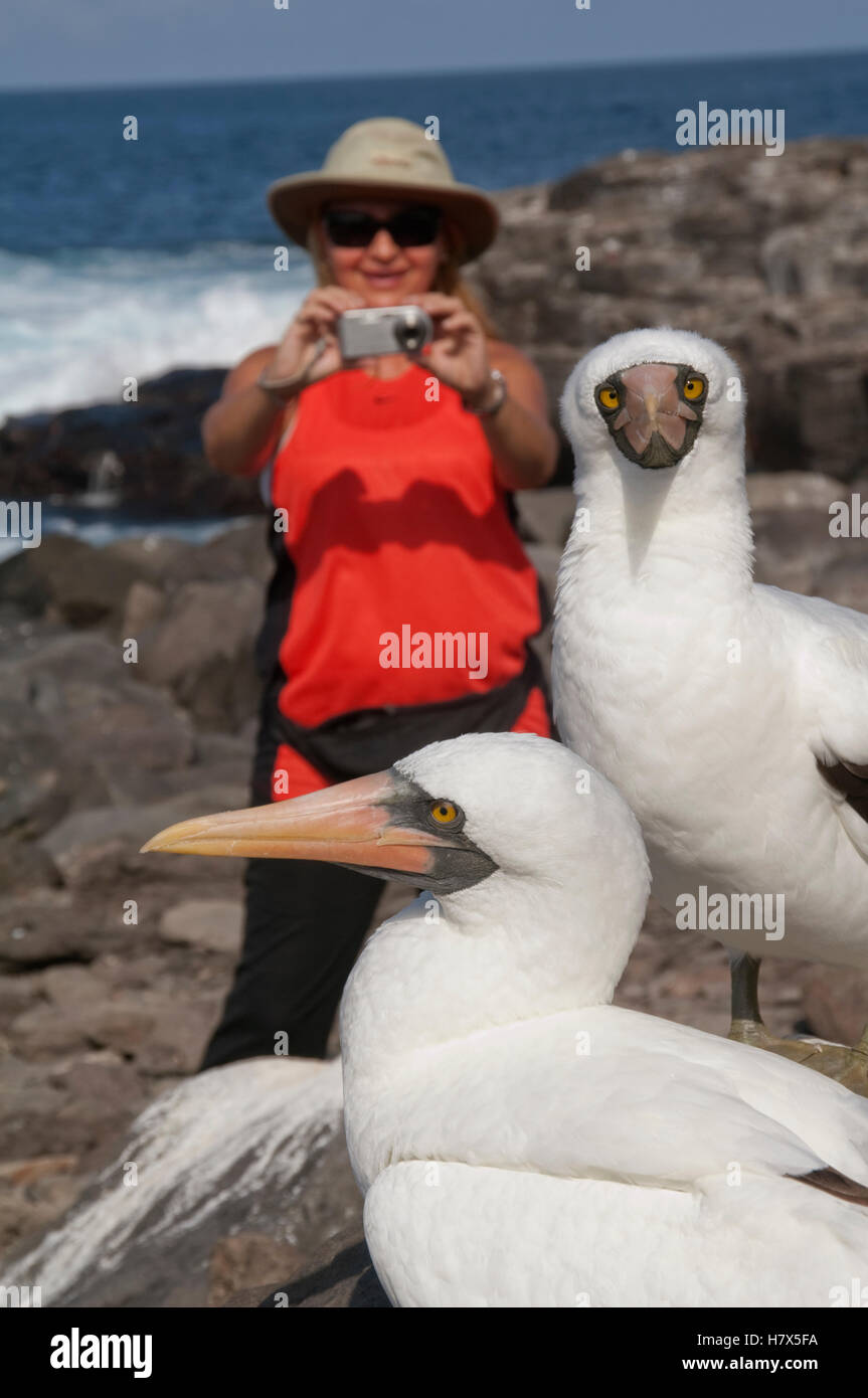 Masked Booby (Sula dactylatra) and tourist, Ecuador Stock Photo - Alamy