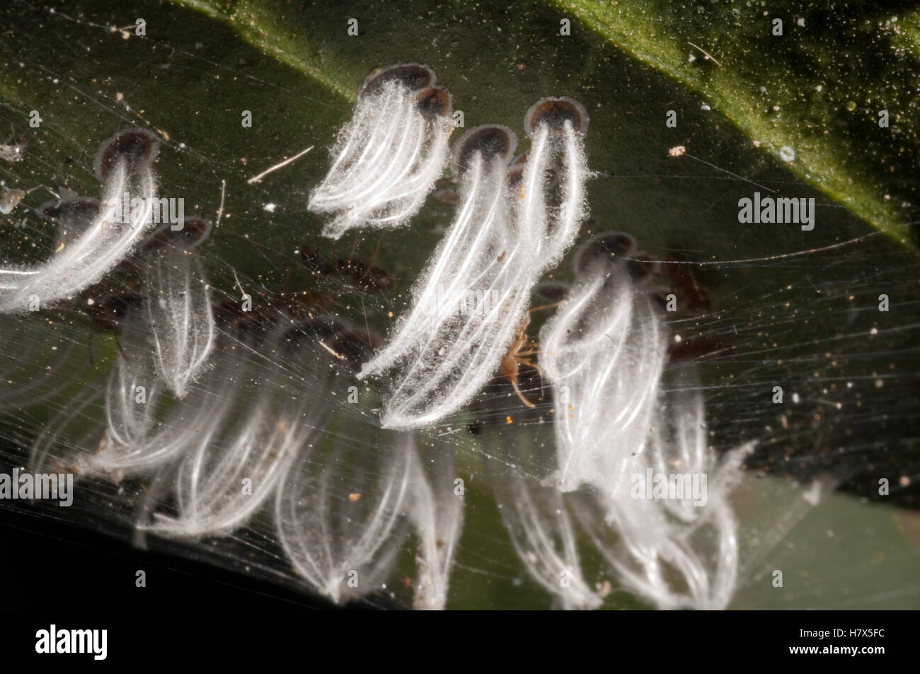 Soft Scale Insect (Coccidae) group, Ecuador Stock Photo - Alamy