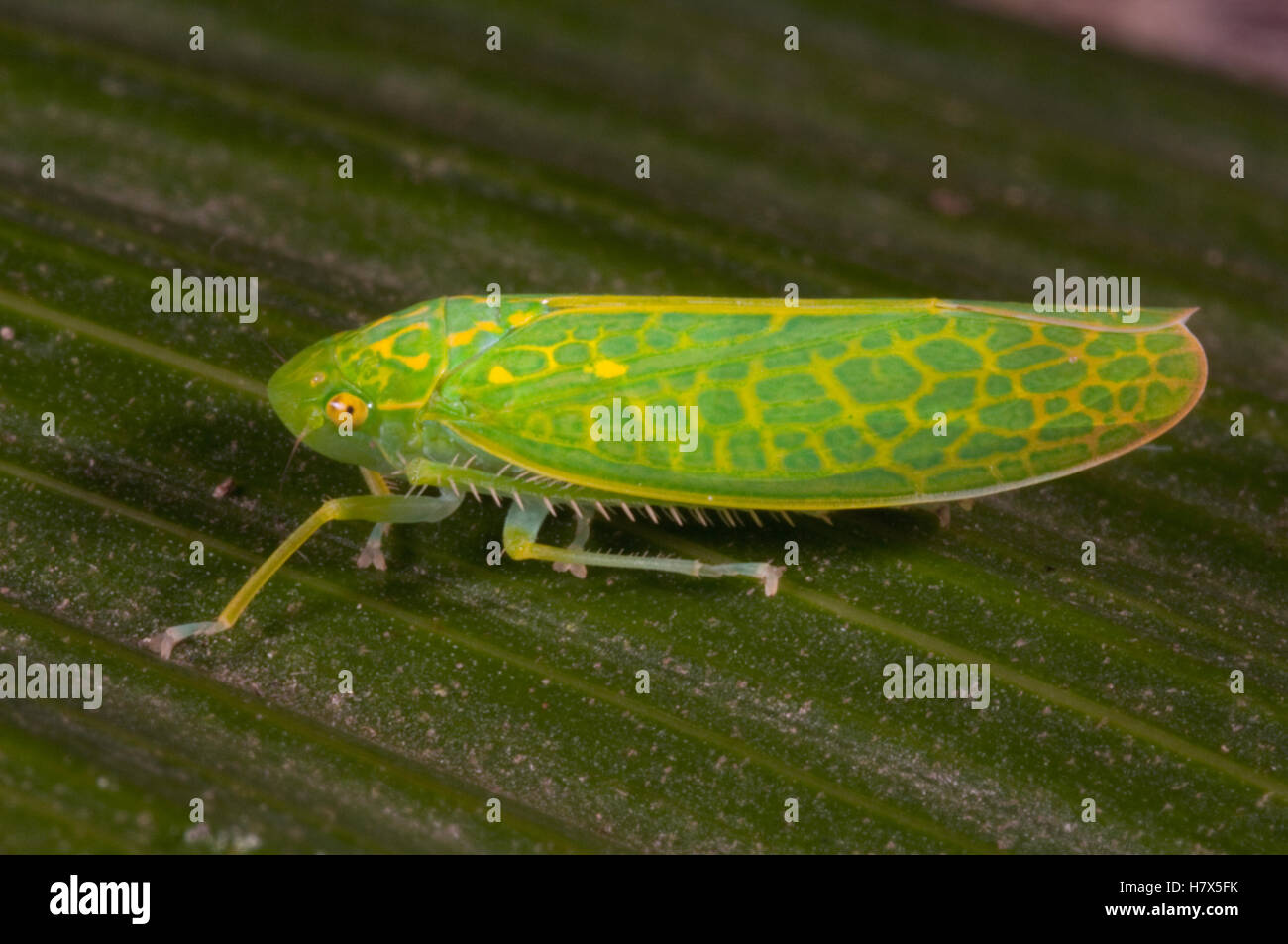 Leafhopper (Cicadellidae), Ecuador Stock Photo - Alamy