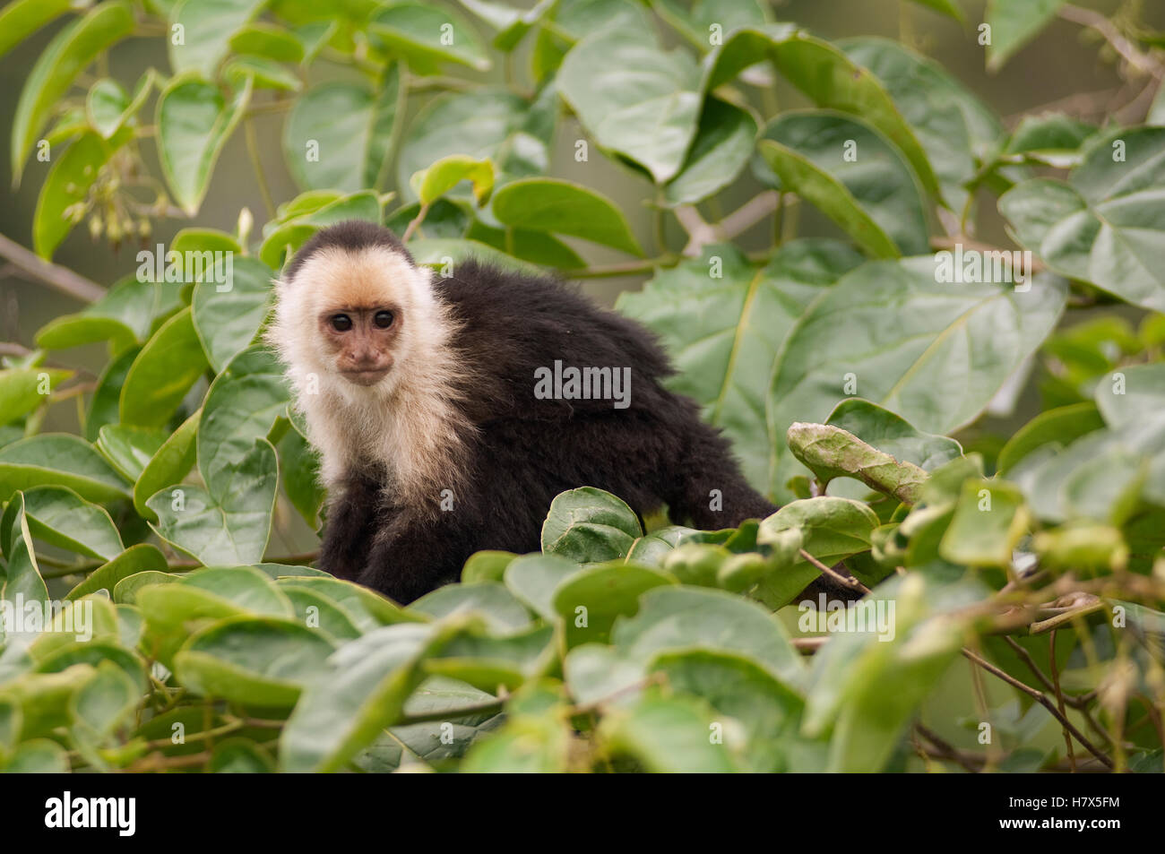 White-faced Capuchin (Cebus capucinus), Ecuador Stock Photo - Alamy
