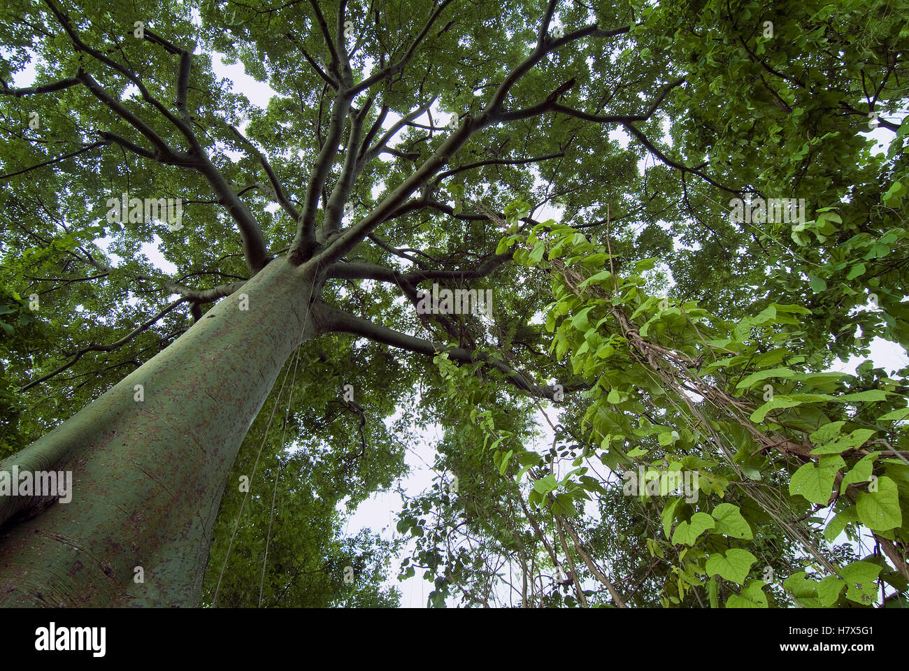 Kapok (Ceiba trichistandra) tree, Ecuador Stock Photo - Alamy
