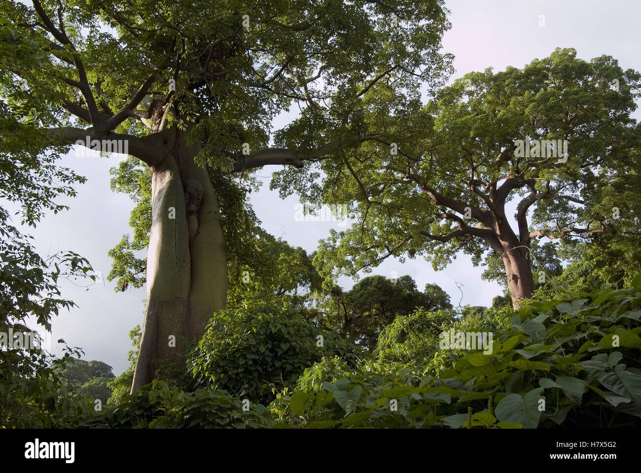 Kapok (Ceiba trichistandra) tree, Ecuador Stock Photo - Alamy