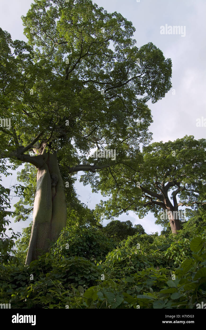 Kapok (Ceiba trichistandra) tree, Ecuador Stock Photo - Alamy