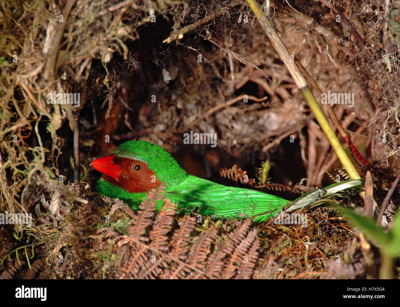 Grass-green Tanager (Chlorornis riefferii) on nest, Ecuador Stock Photo ...