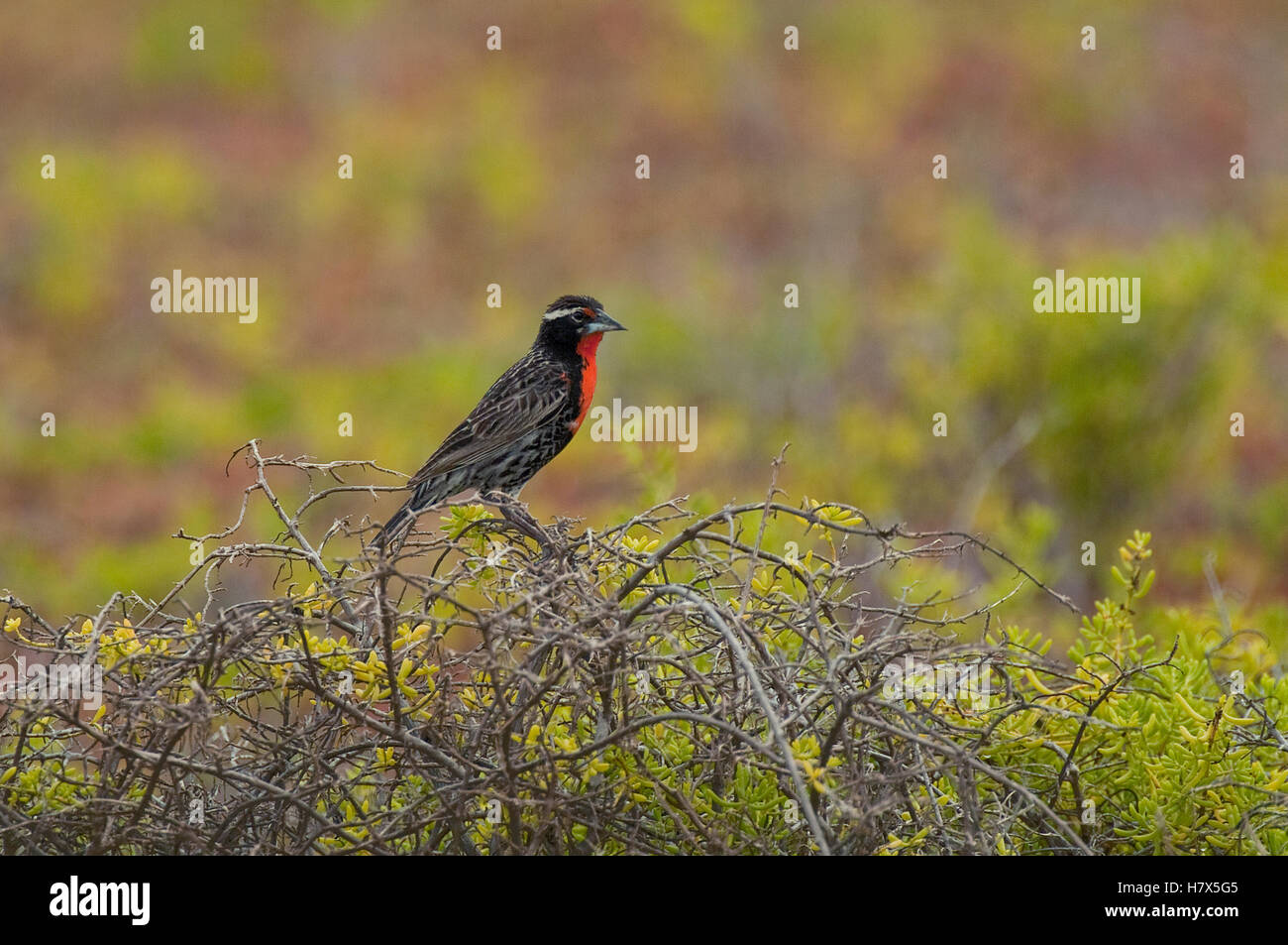Peruvian Meadowlark (Sturnella bellicosa) male, Ecuador Stock Photo - Alamy