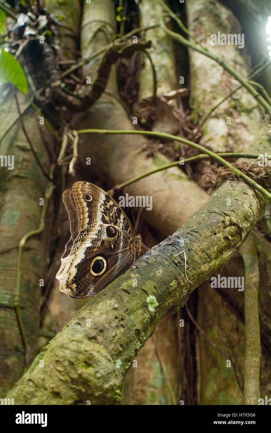 Owl Butterfly (Caligo sp) showing false eyespots, Ecuador Stock Photo ...