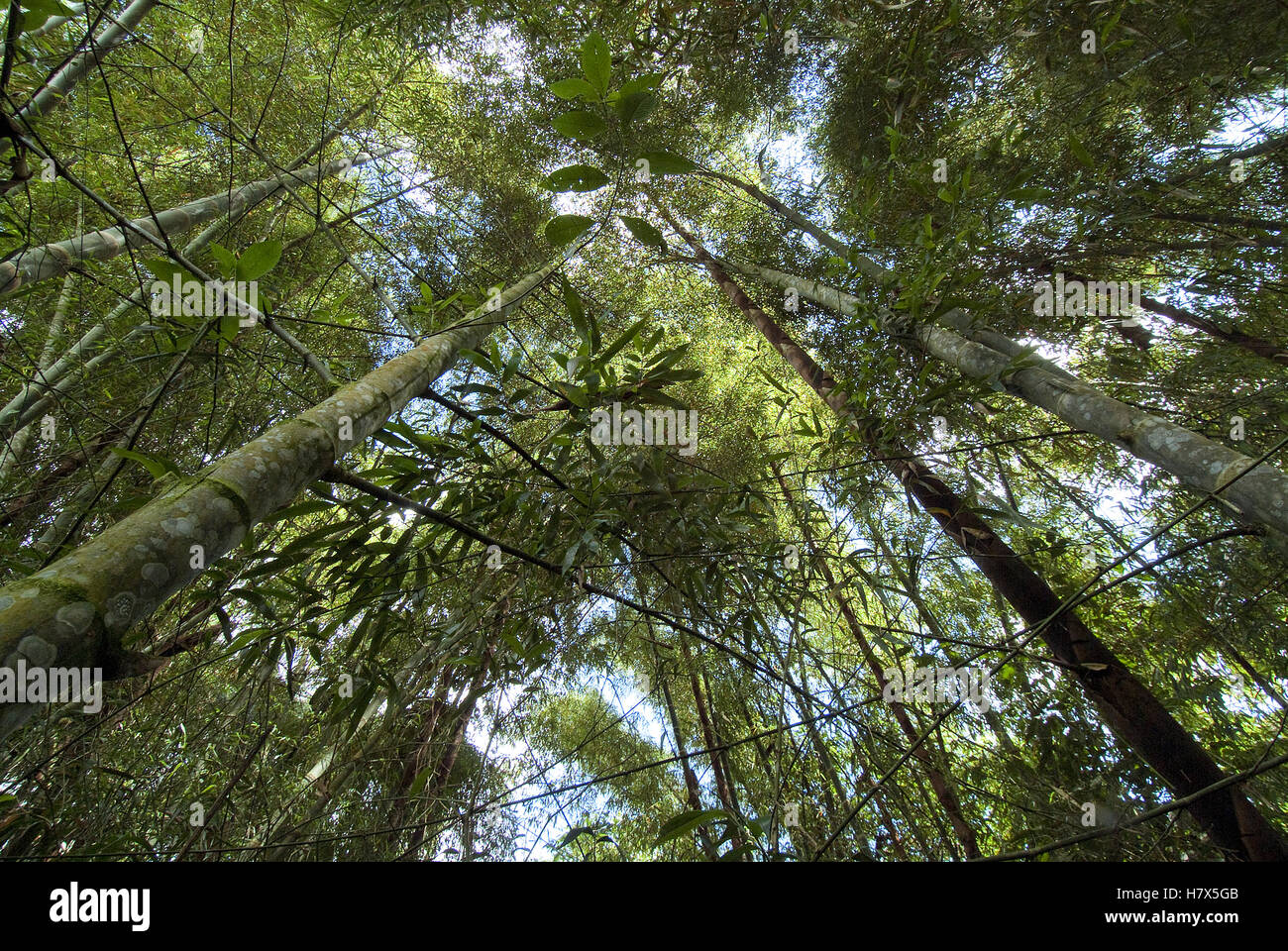 Bamboo (Guadua sp) forest looking up to the canopy, Ecuador Stock Photo ...