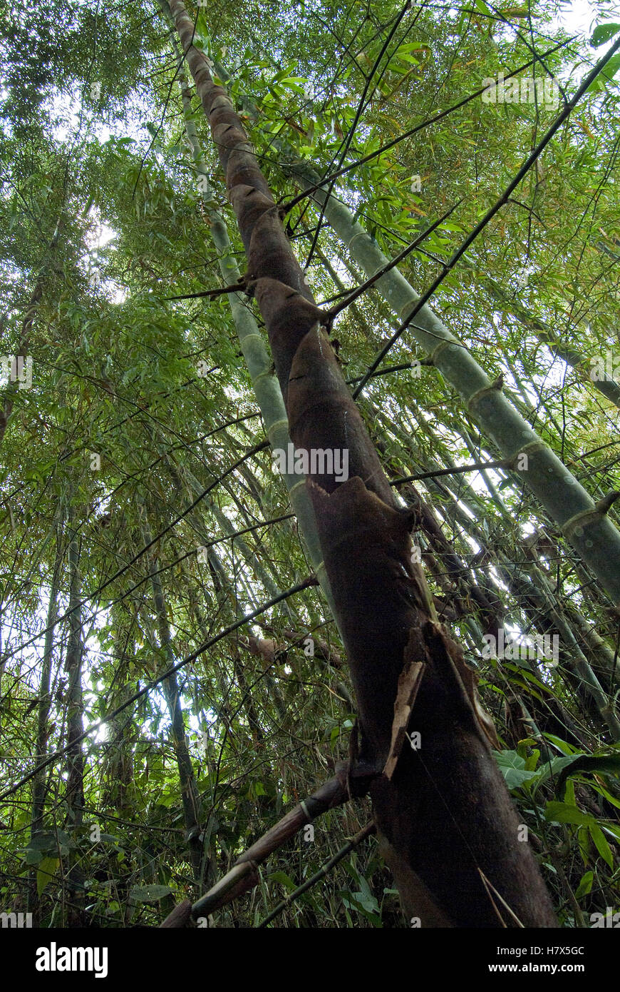 Bamboo (Guadua sp) forest, Ecuador Stock Photo - Alamy