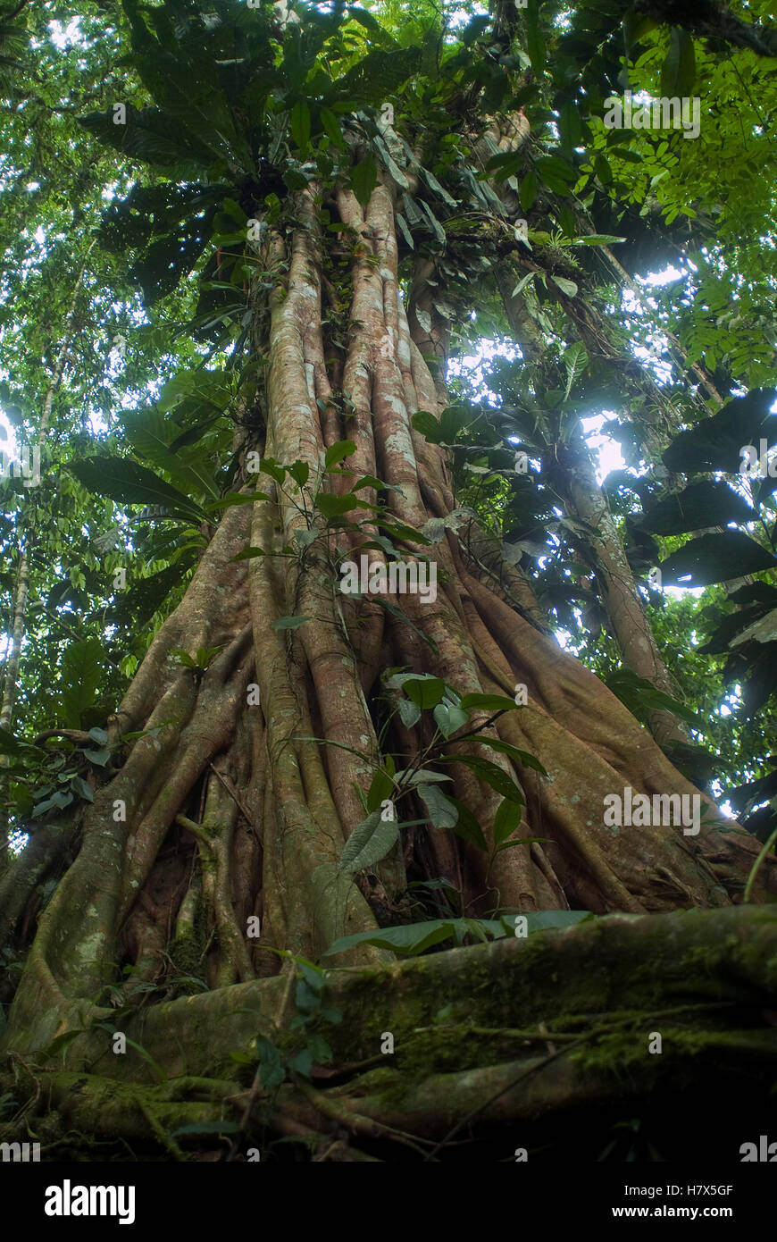 Fig (Ficus sp) tree showing buttress roots, Ecuador Stock Photo - Alamy