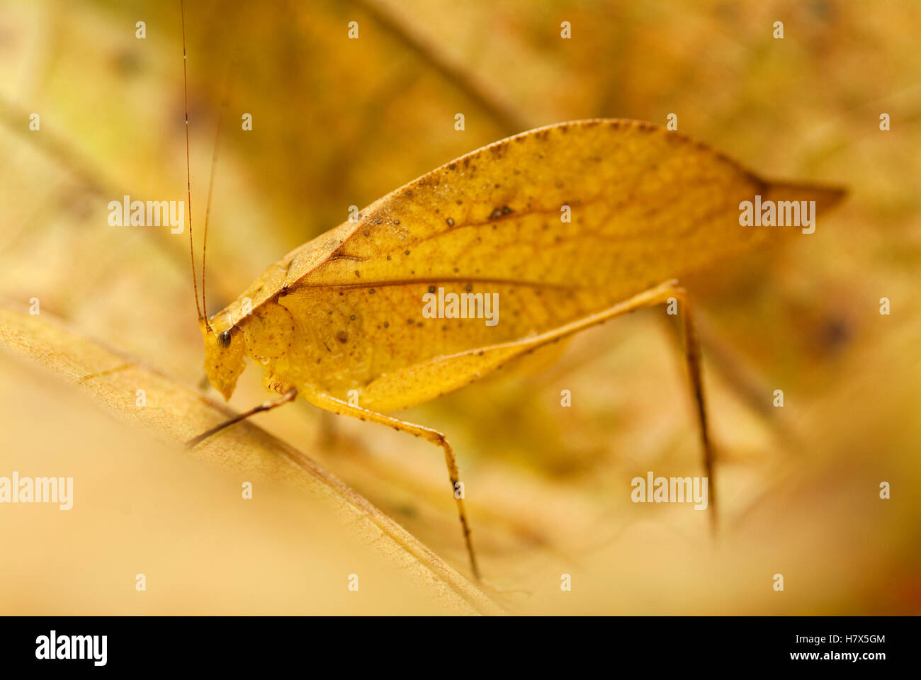 Katydid (Orophus sp) mimicking leaf, Ecuador Stock Photo - Alamy