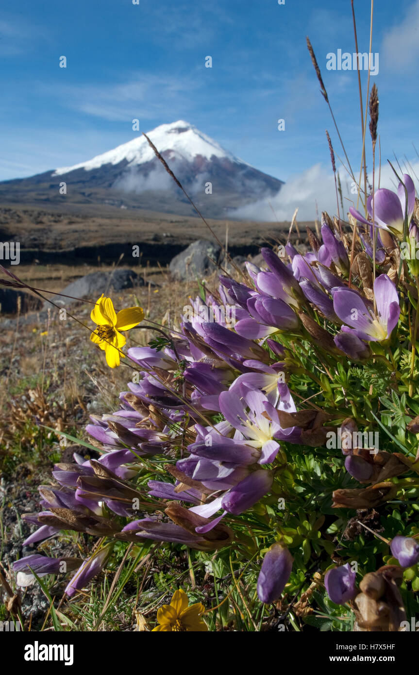 Cotopaxi Volcano and flowers in paramo habitat, Ecuador Stock Photo - Alamy